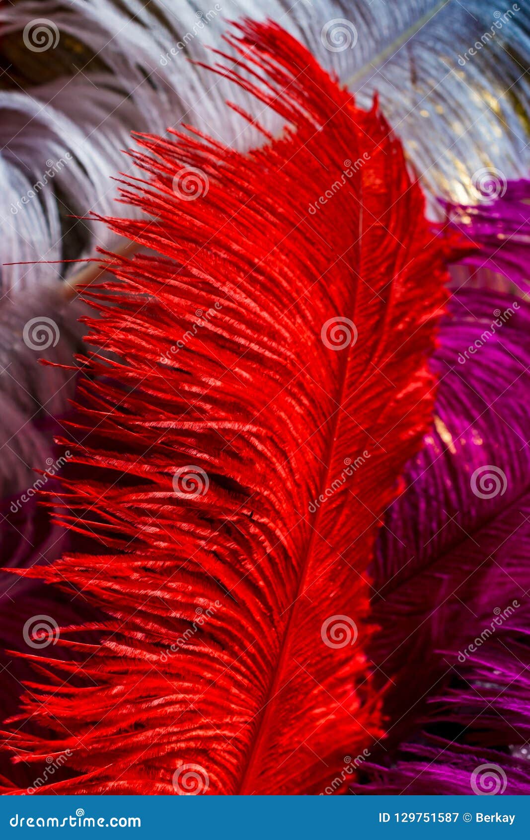 Collection of Bright Colored Feathers on White Background Stock Image ...