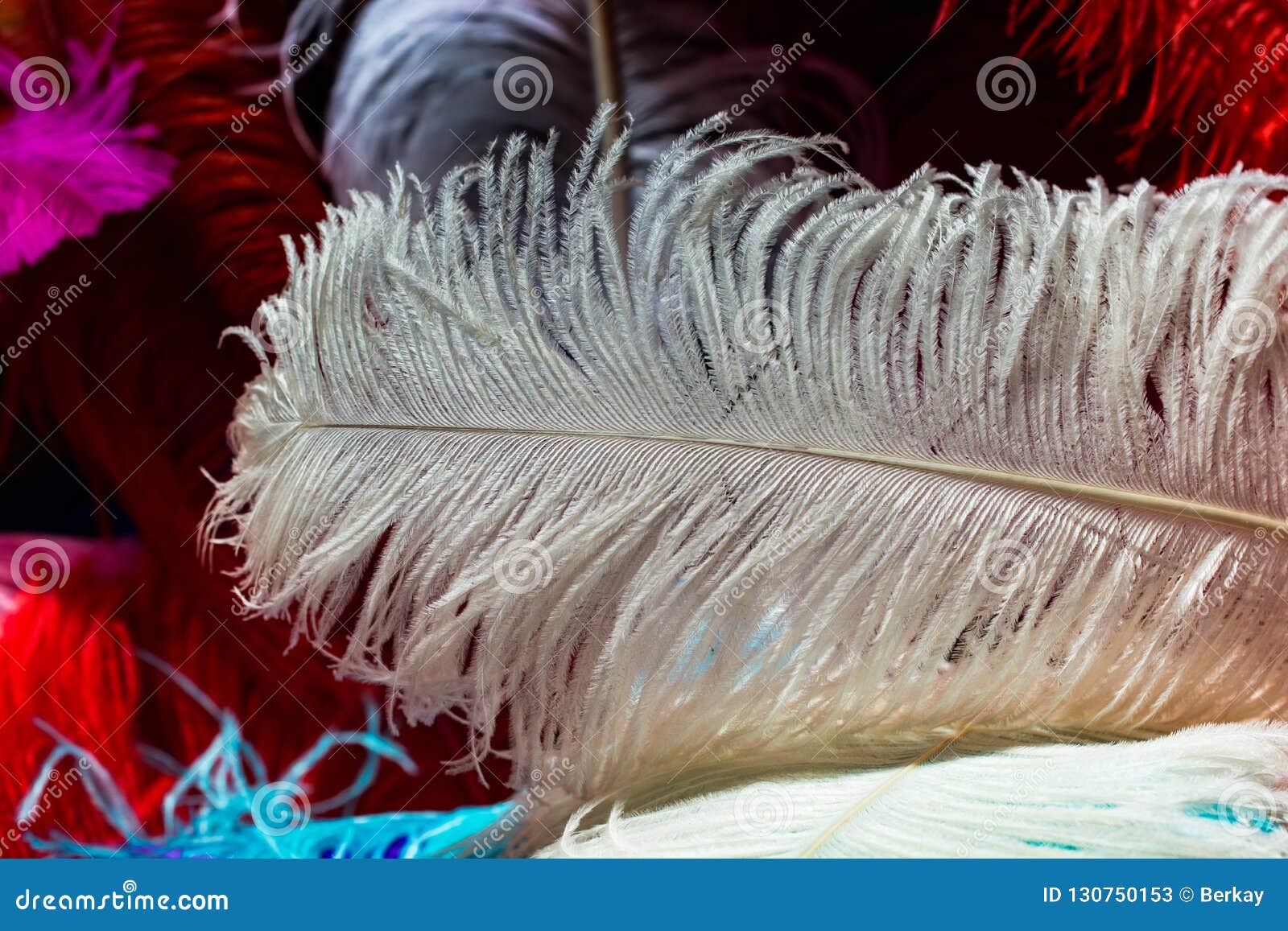 Collection of Bright Colored Feathers on White Background Stock Image ...