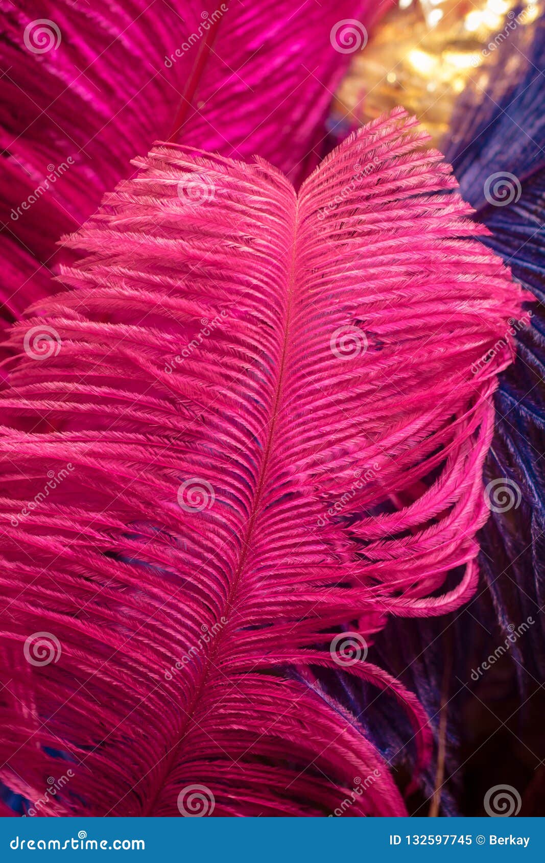 Collection of Bright Colored Feathers on White Background Stock Image ...