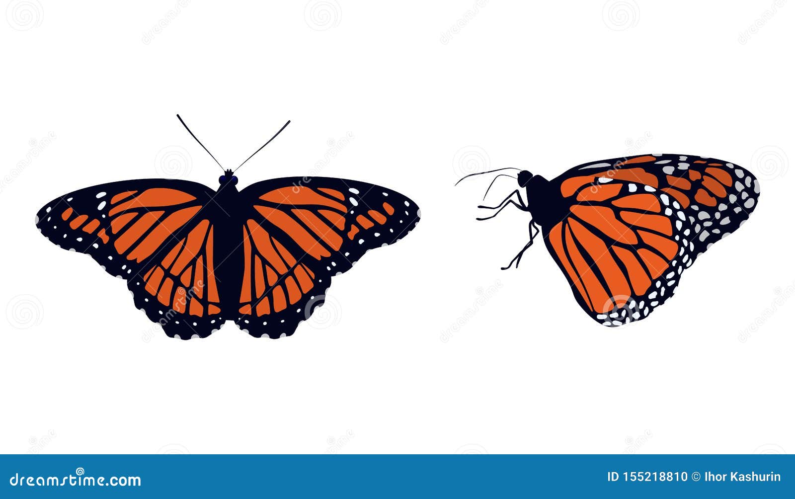 Monarch Butterflies Border Stock Illustration | CartoonDealer.com #20373334
