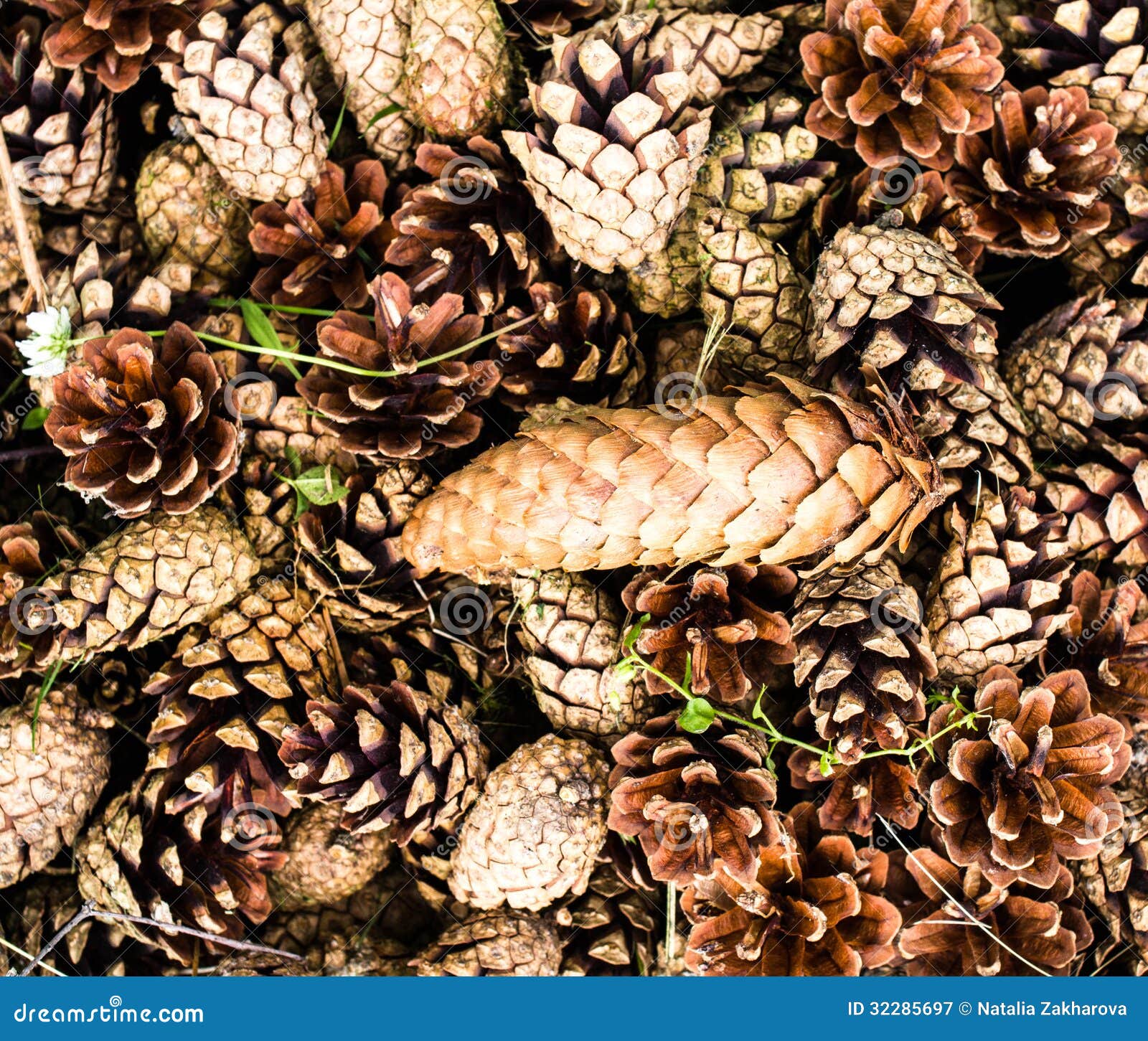 Collection Of Brown Pine Cones For Backgrounds Or Textures. Clo Stock ...