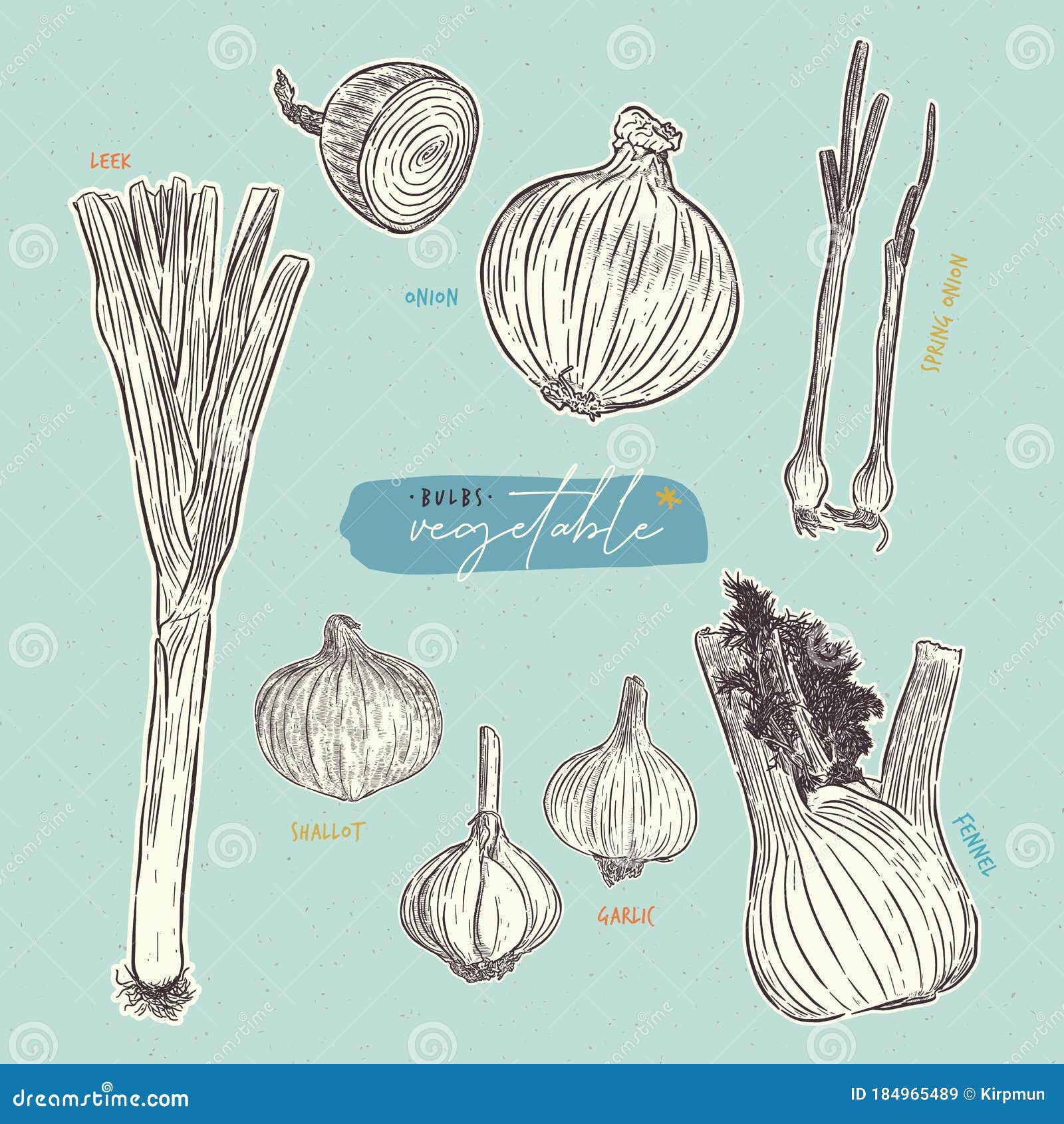 Collection of Bulb Vegetables. Hand Draw Sketch Vector Stock Vector ...
