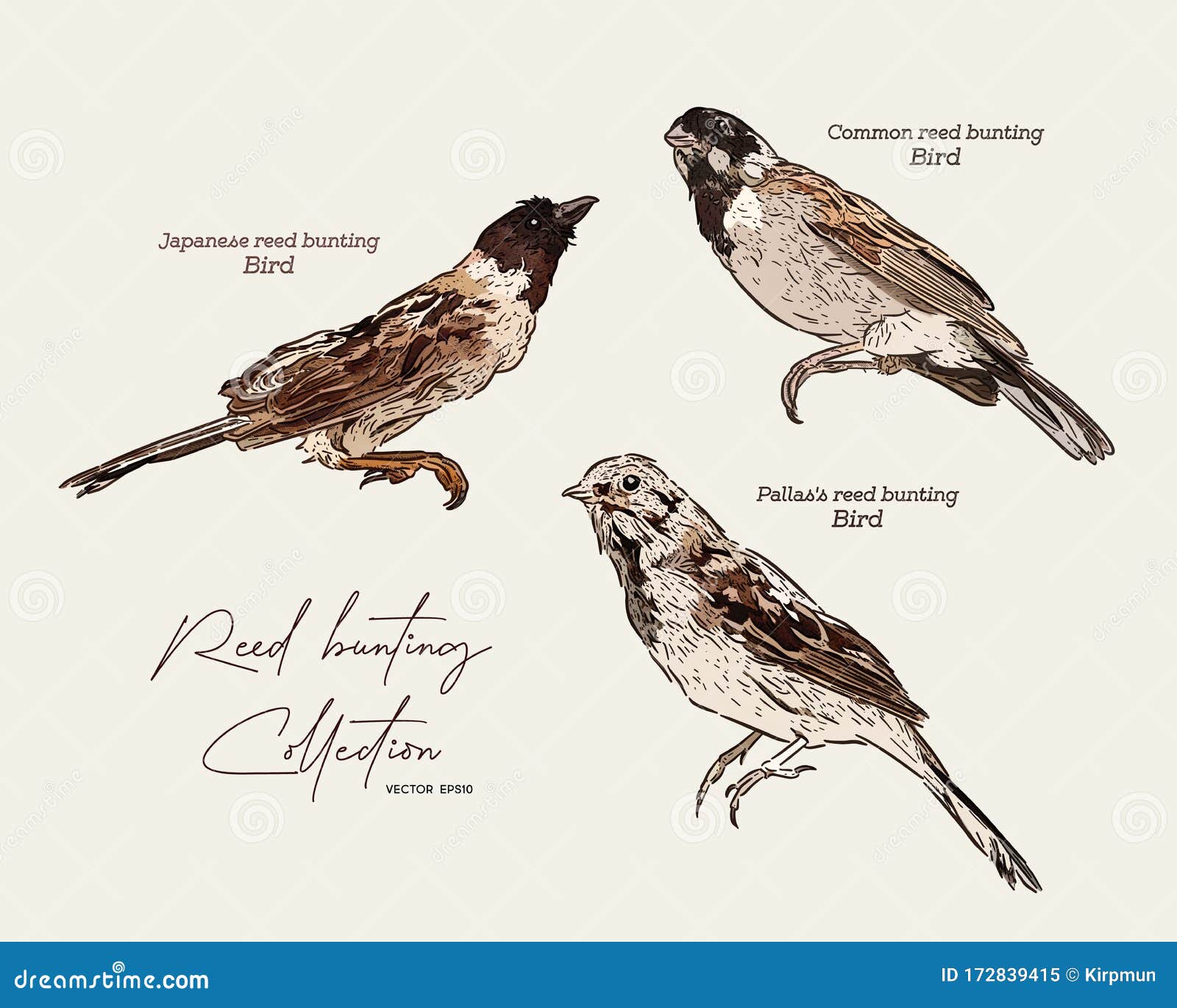 Collection of Bunting Birds, Hand Draw Sketch Vector Stock Vector ...