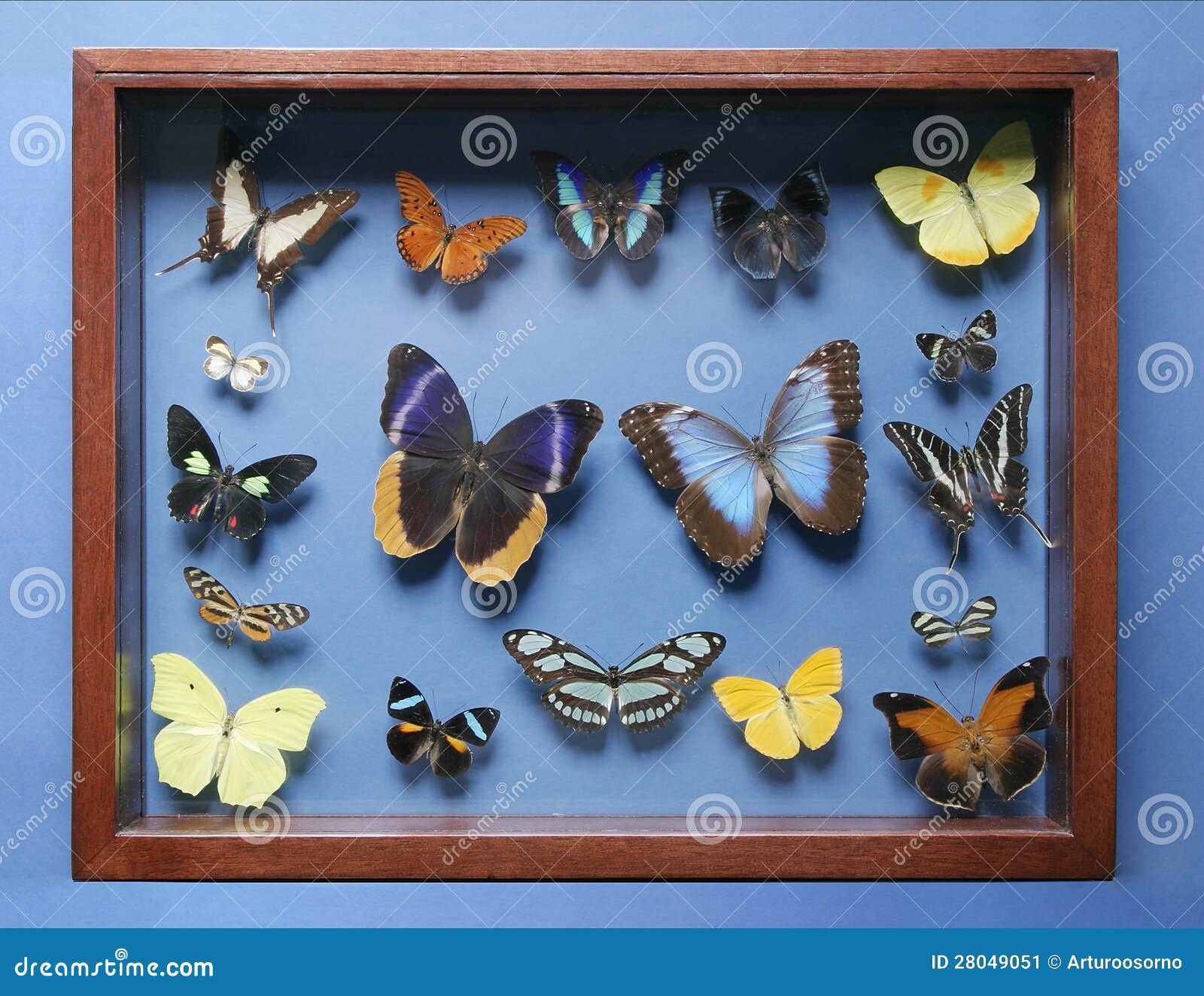 Collection of butterflies stock image. Image of wing - 28049051