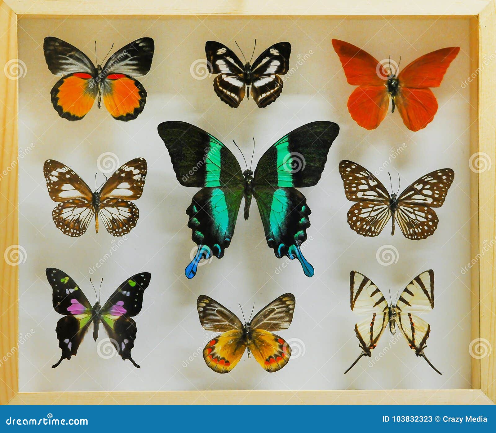 Collection of butterflies stock image. Image of colours - 103832323