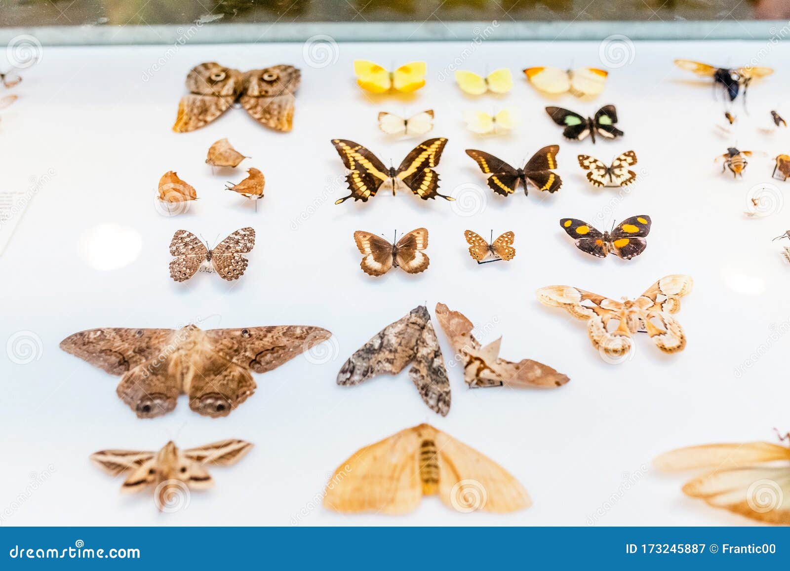 Collection of Butterflies in Museum Editorial Photography - Image of ...