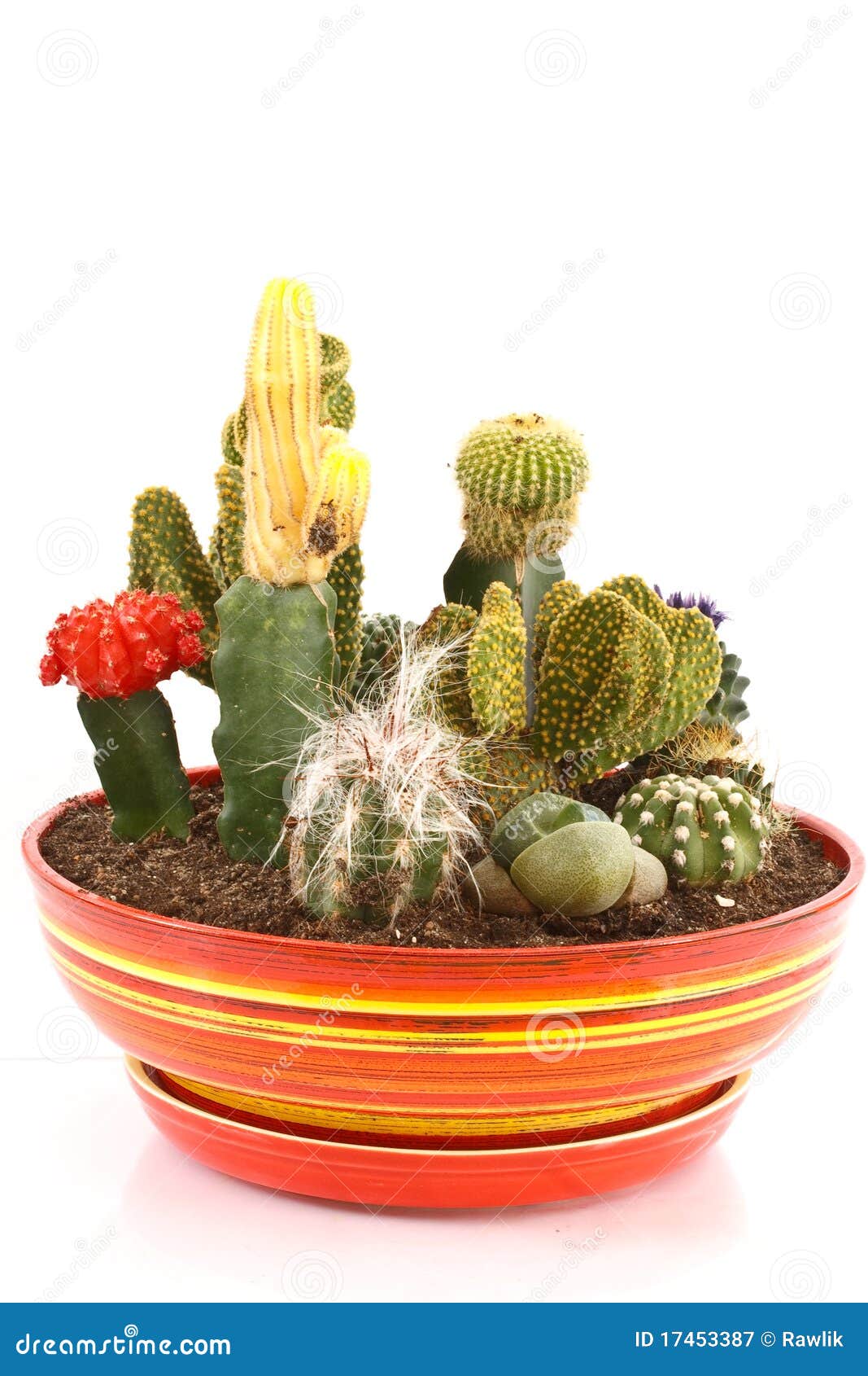 Collection of cacti stock image. Image of care, closeup - 17453387