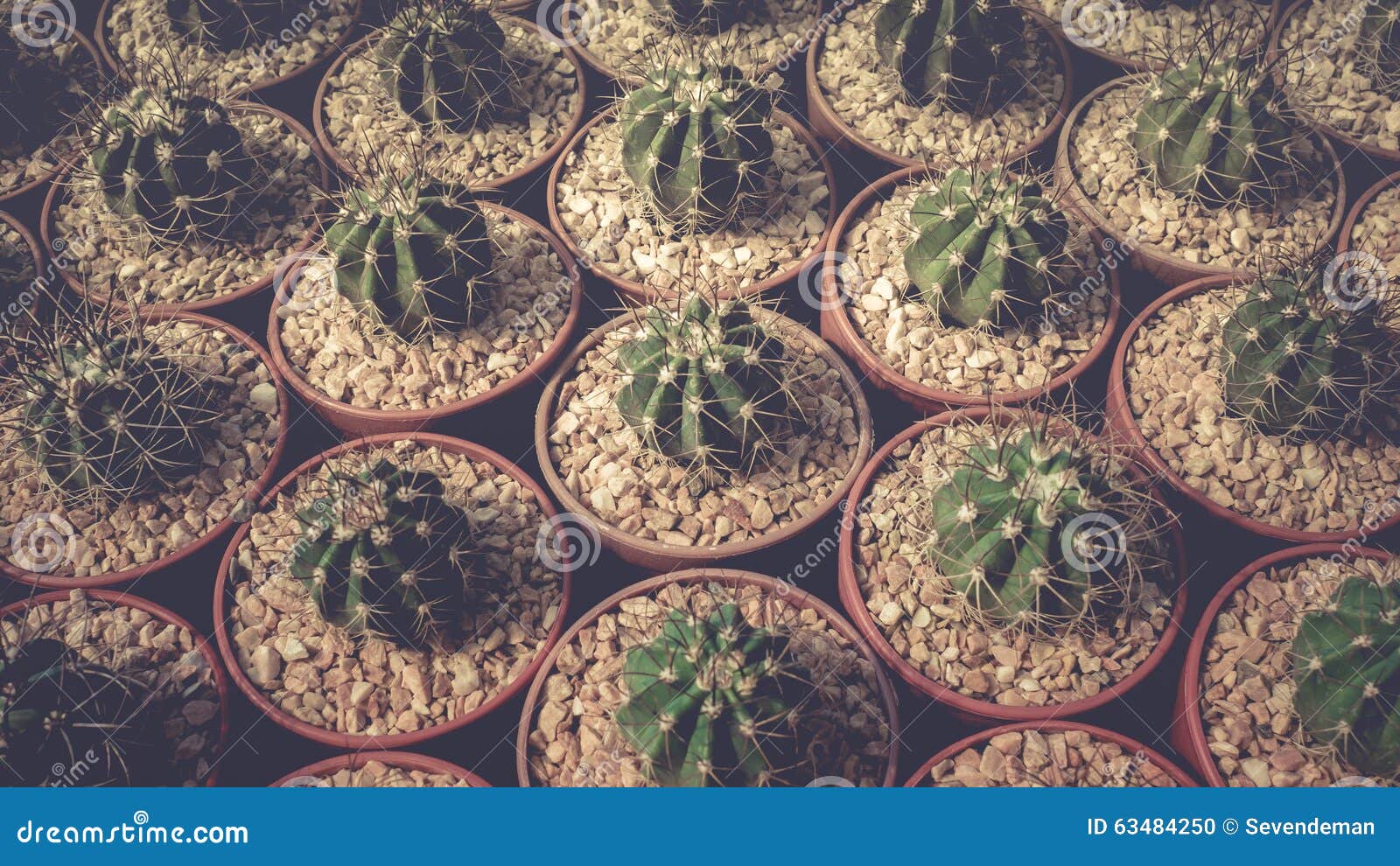 Collection of Cactus Family. Stock Photo - Image of element, flora ...