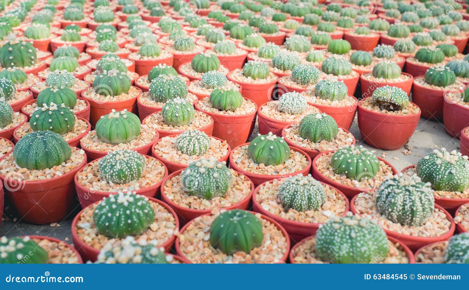 Collection of Cactus Family. Stock Image - Image of shape, botanical ...