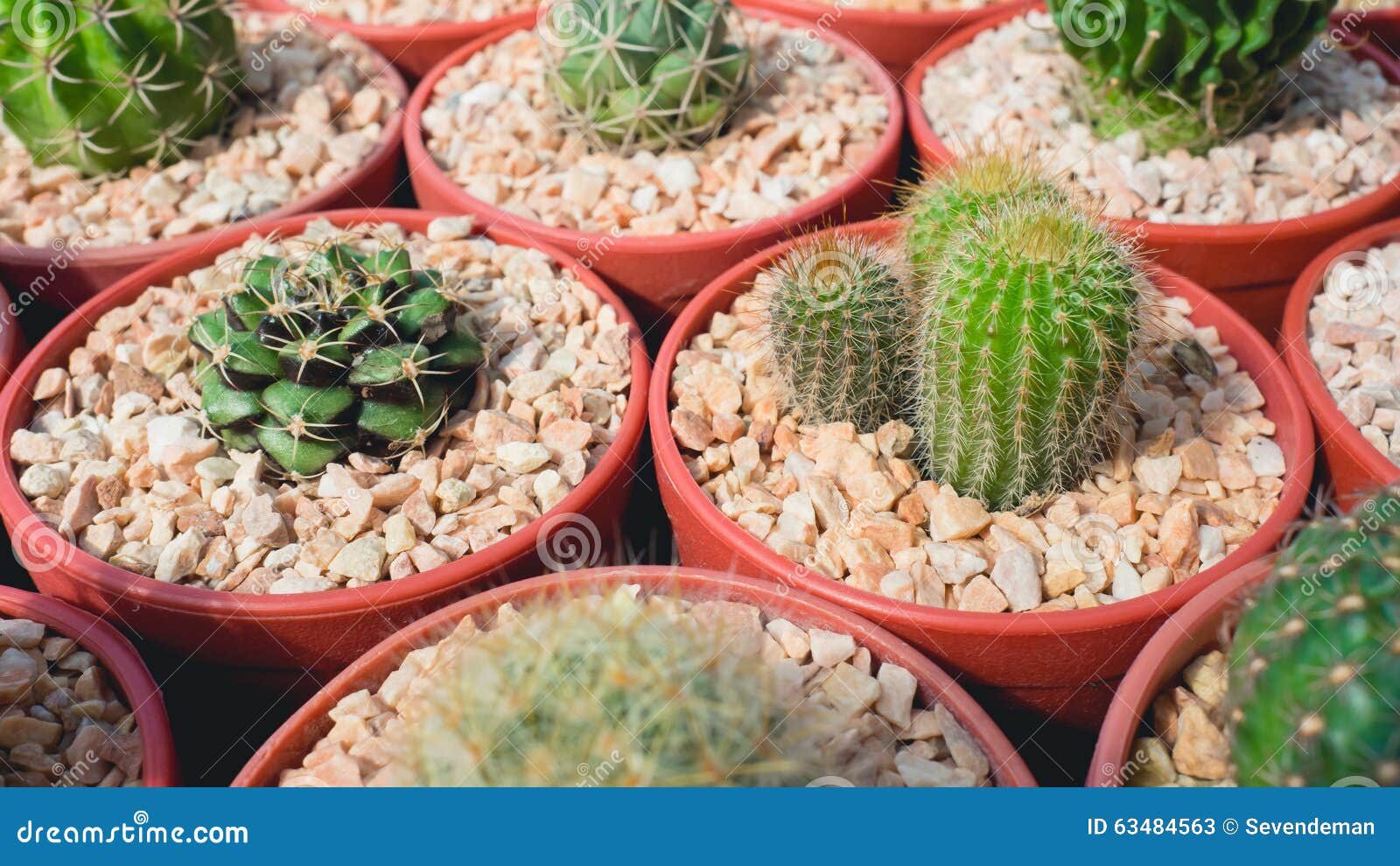 Collection of Cactus Family. Stock Image - Image of garden, succulent ...