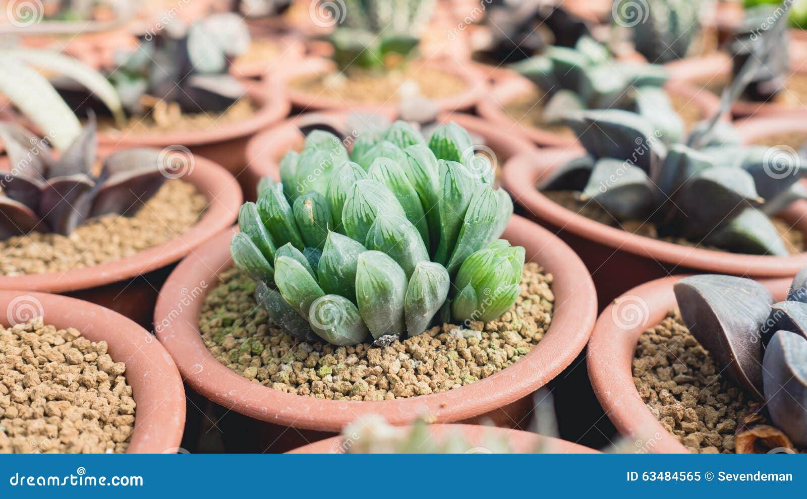 Collection of Cactus Family. Stock Image - Image of design, nature ...