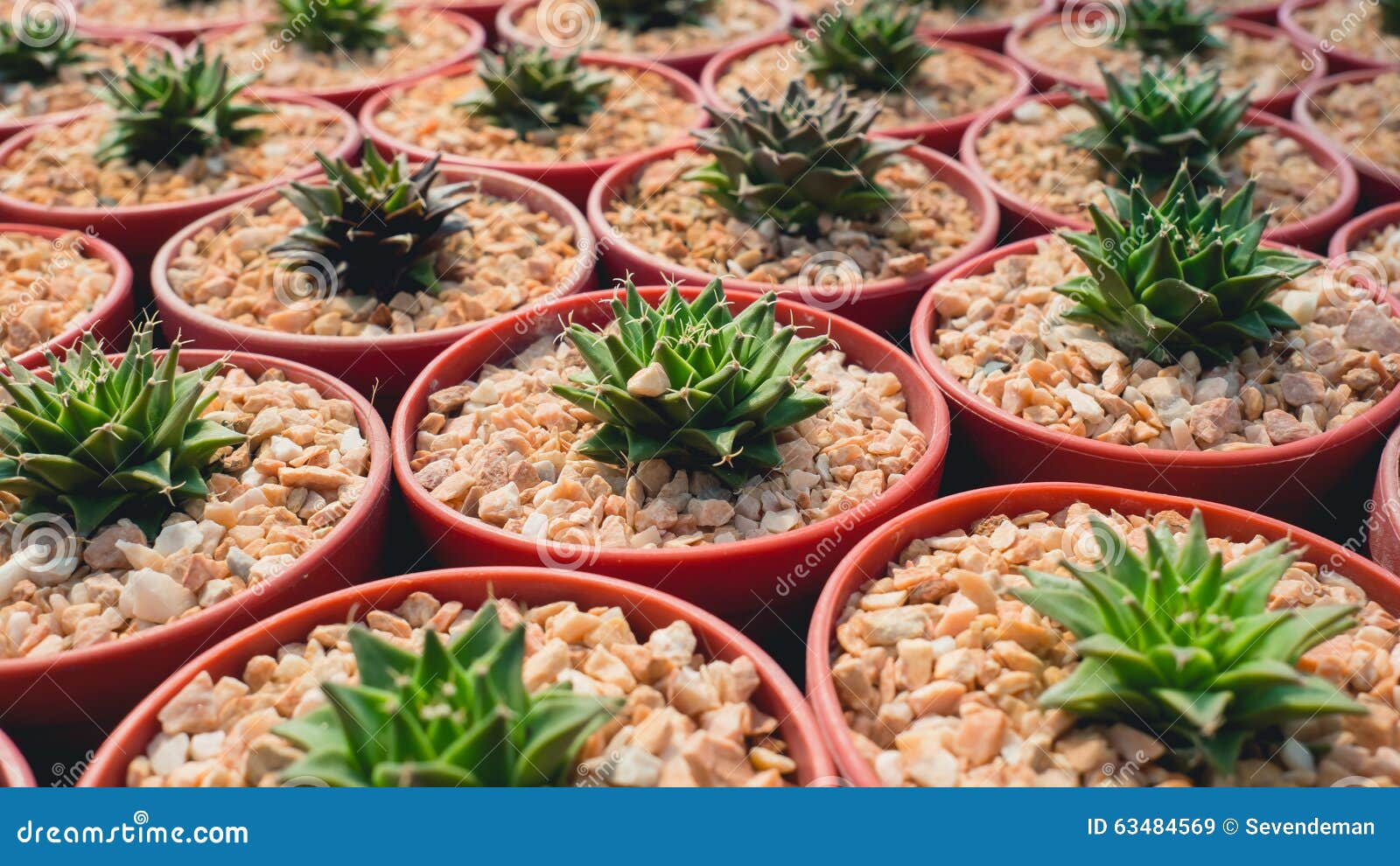 Collection of Cactus Family. Stock Image - Image of climate, beautiful ...