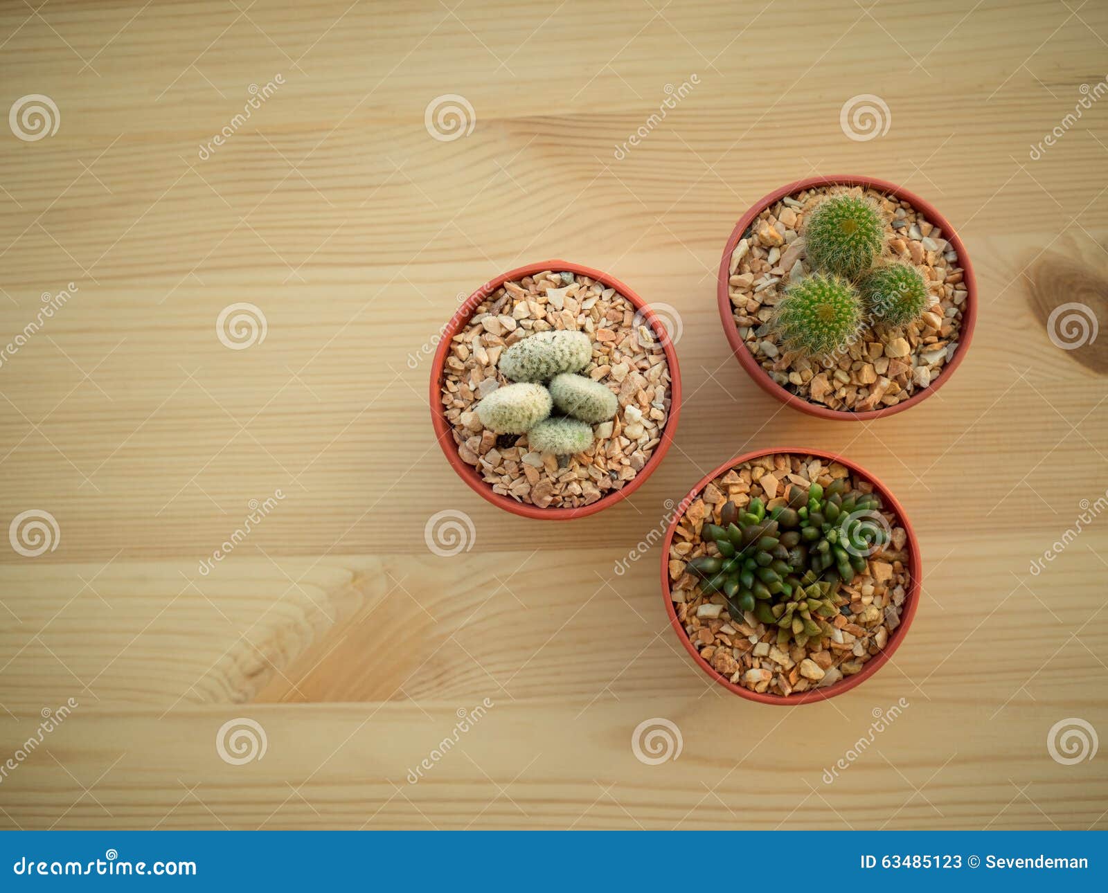Collection of Cactus Family. Stock Image - Image of shape, collection ...