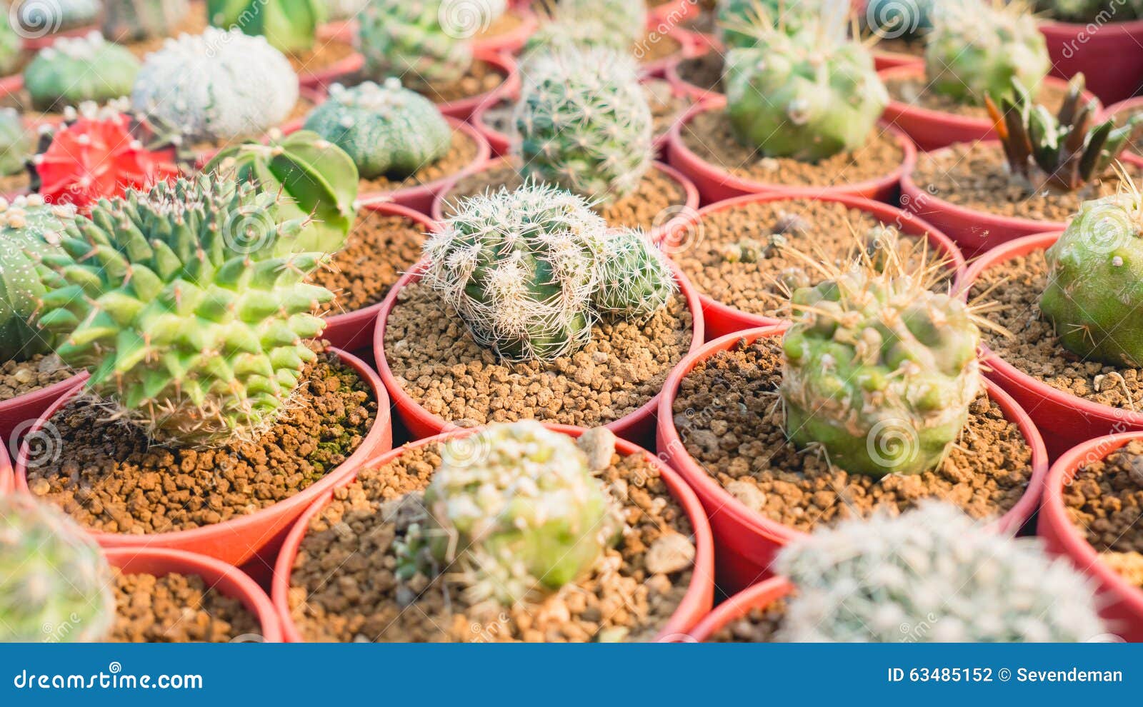 Collection of Cactus Family. Stock Photo - Image of style, drawing ...