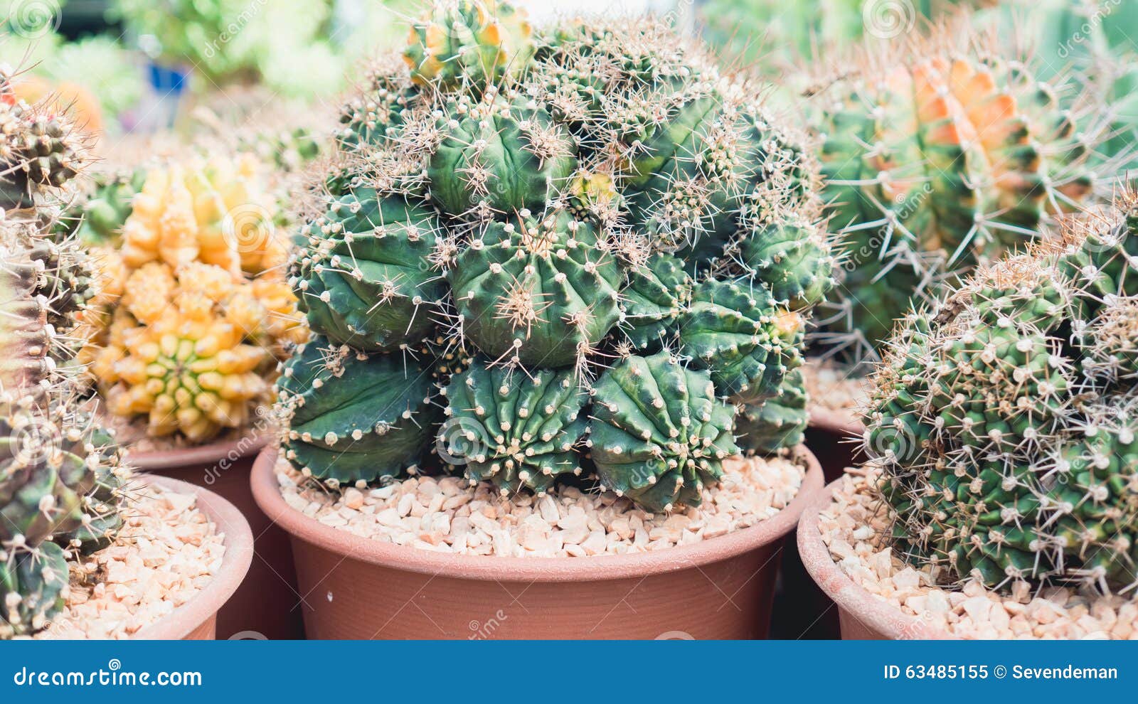 Collection of Cactus Family. Stock Image - Image of botanical, mexican ...