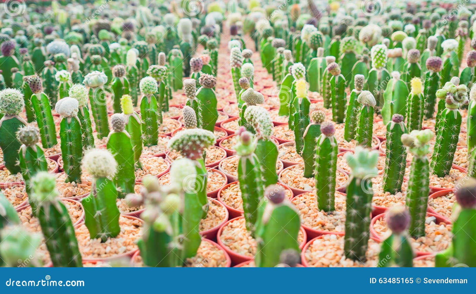 Collection of Cactus Family. Stock Image - Image of environment ...