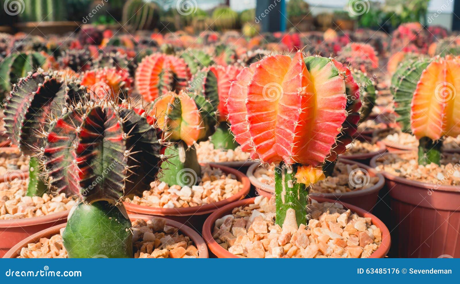 Collection of Cactus Family. Stock Photo - Image of element, style ...