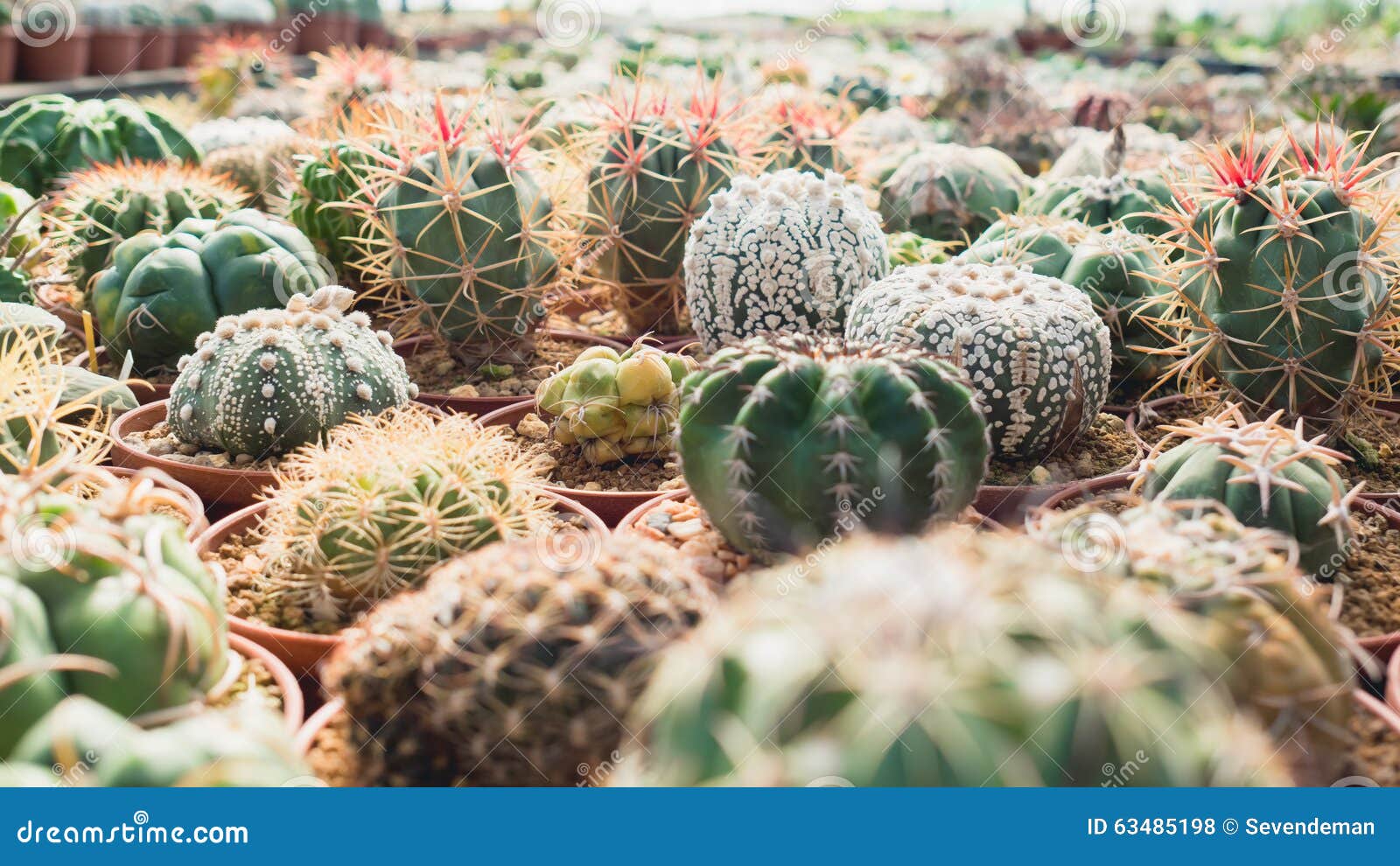 Collection of Cactus Family. Stock Photo - Image of flower, flora: 63485198