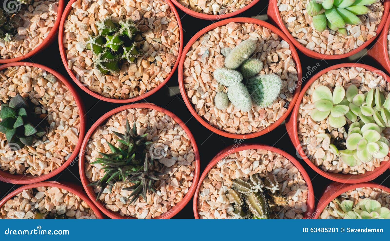 Collection of Cactus Family. Stock Image - Image of mexico, beautiful ...