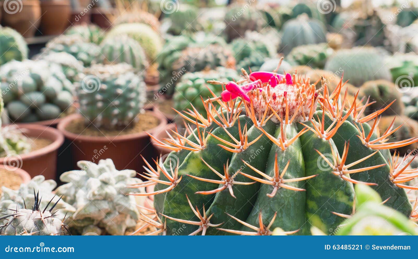 Collection of Cactus Family. Stock Image - Image of symbol, drawing ...