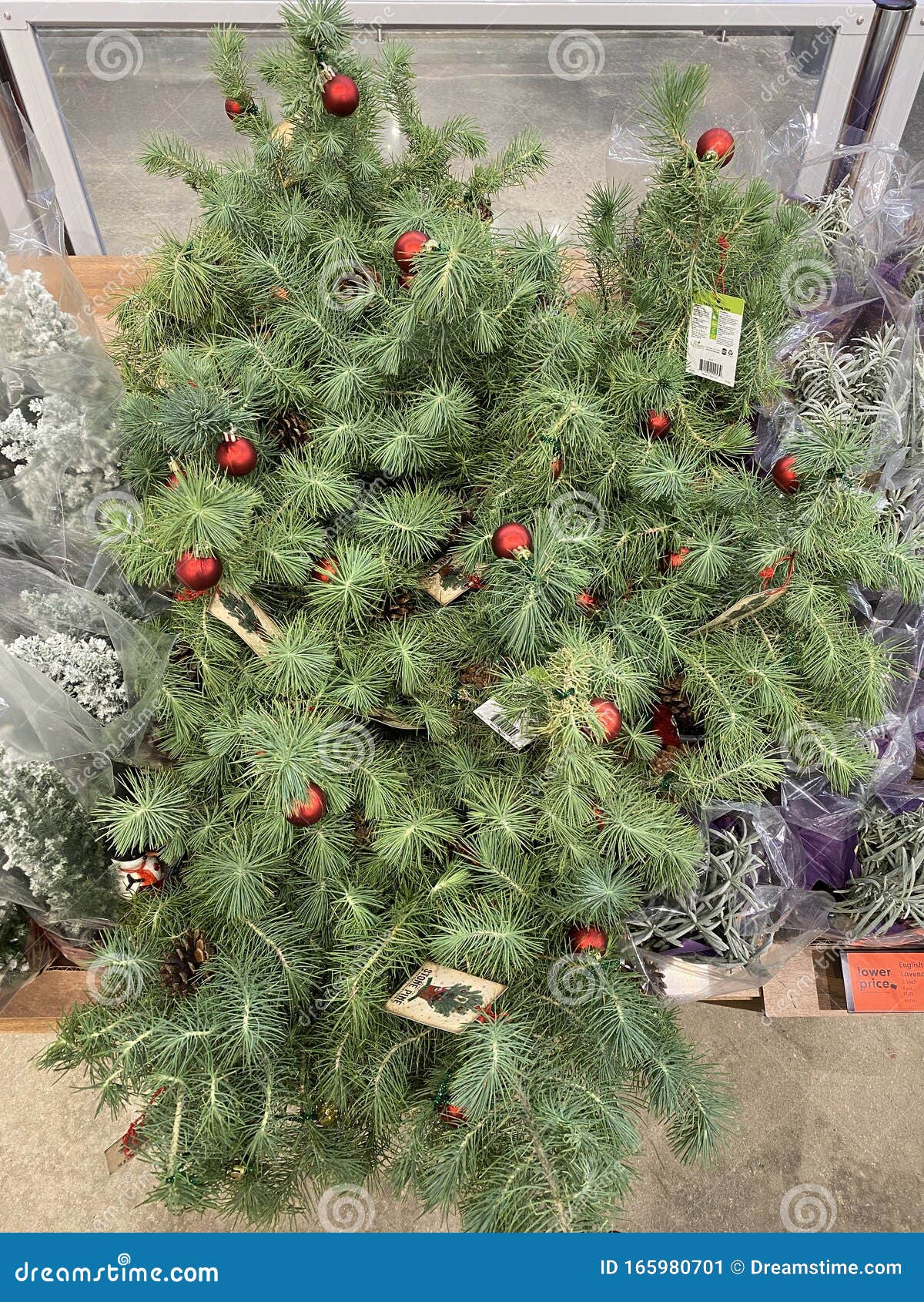 Christmas Stone Pine Trees in a Small Town Grocery Store Stock Image ...