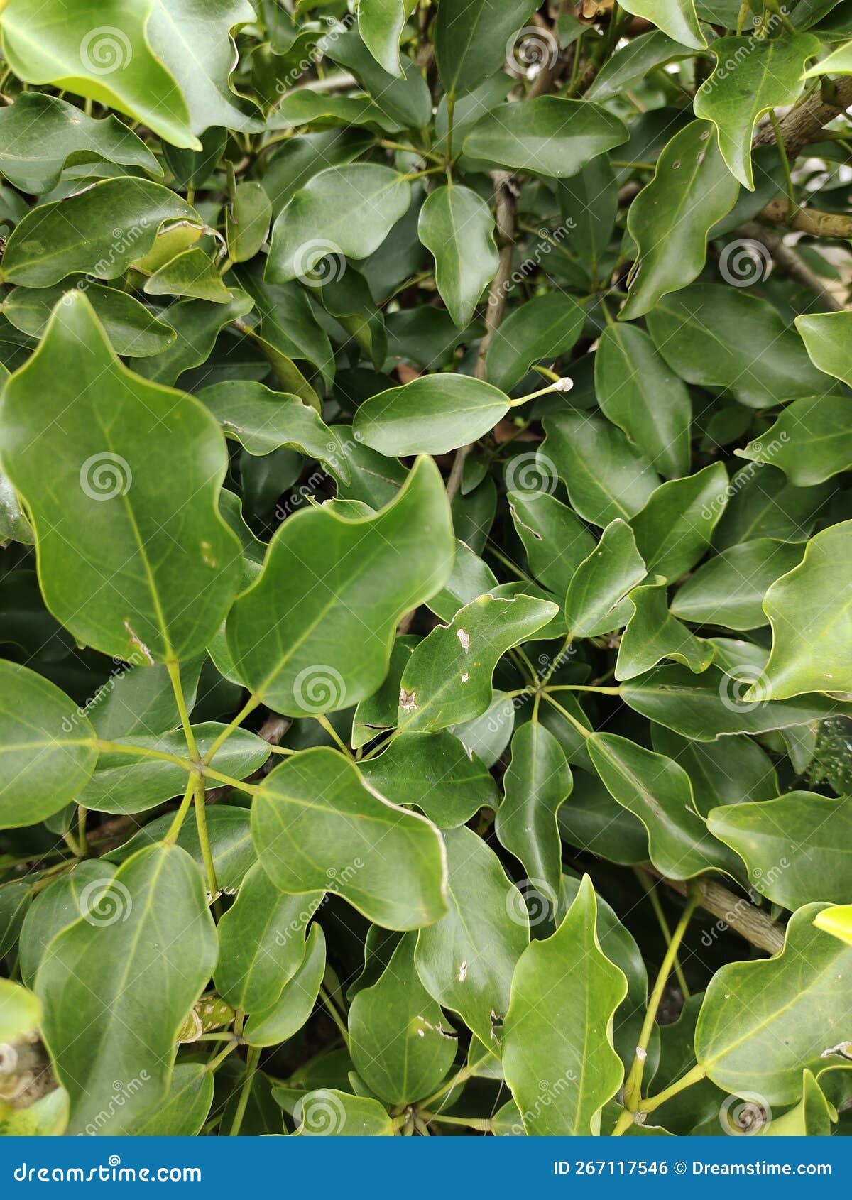 A Collection Camphor Leaves Stock Photo - Image of fruit, food: 267117546