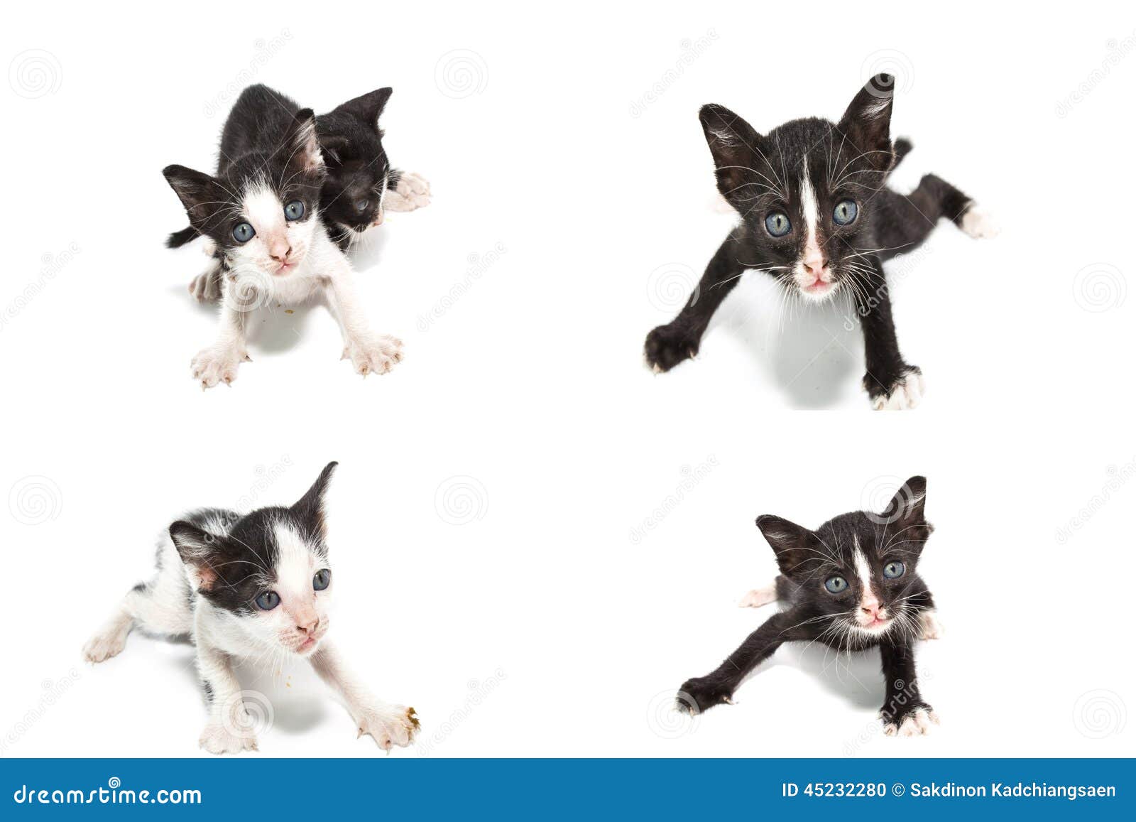 Collection of cat images stock photo. Image of funny - 45232280
