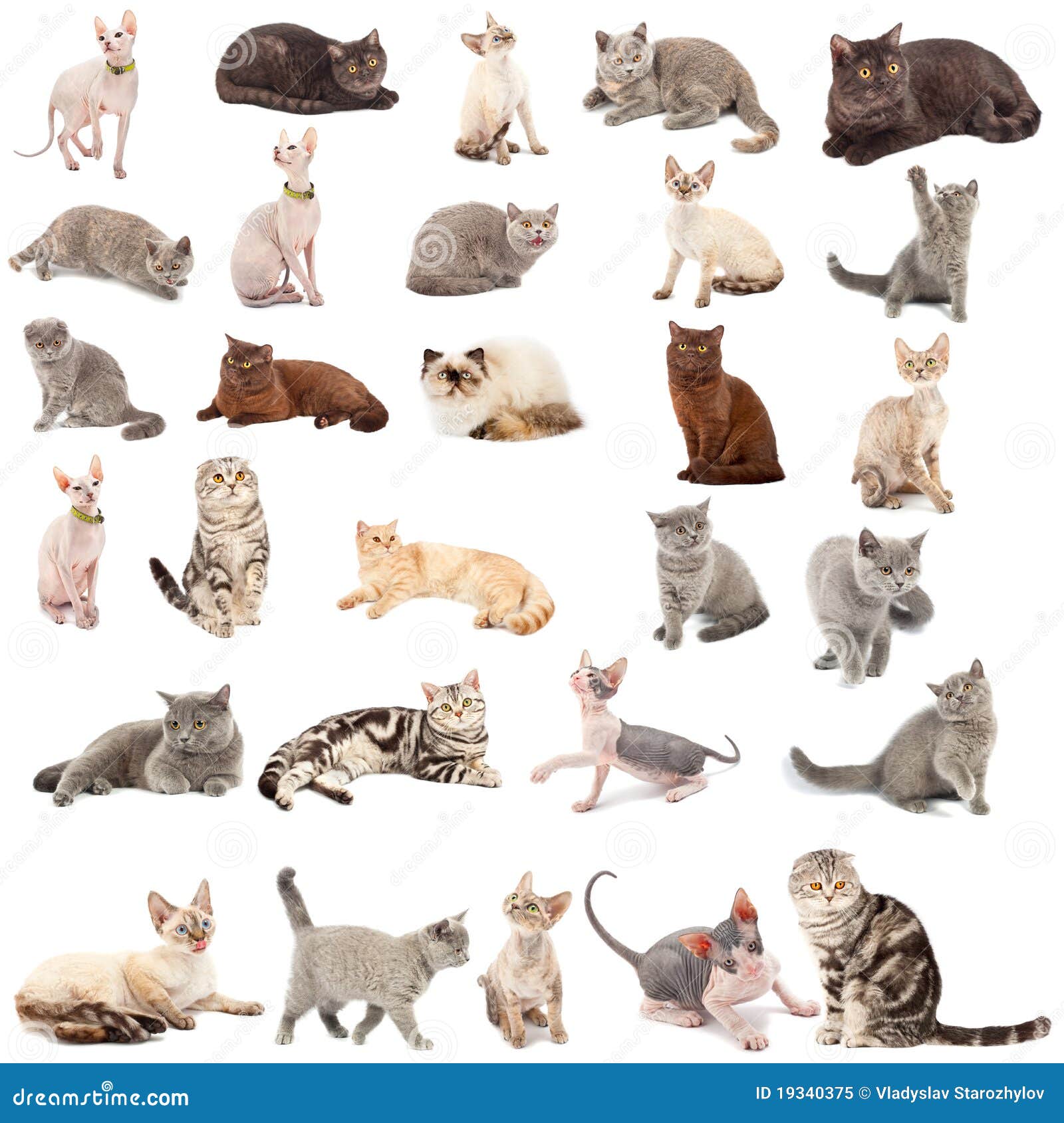 Collection of a cats stock image. Image of looking, breed - 19340375