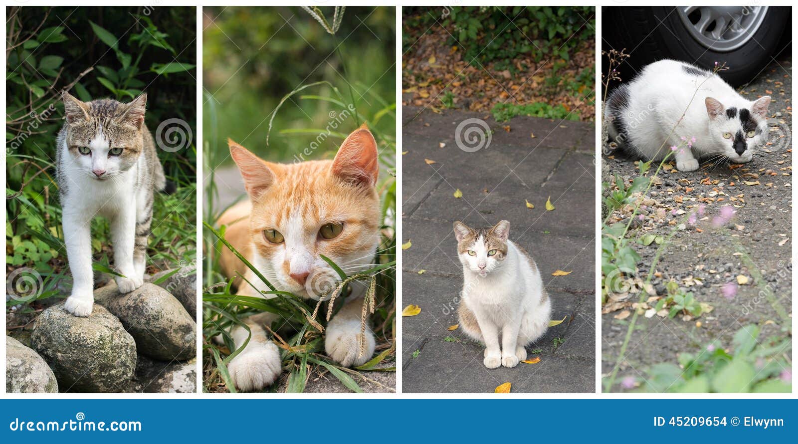 Collection of cats stock photo. Image of sitting, outdoor - 45209654