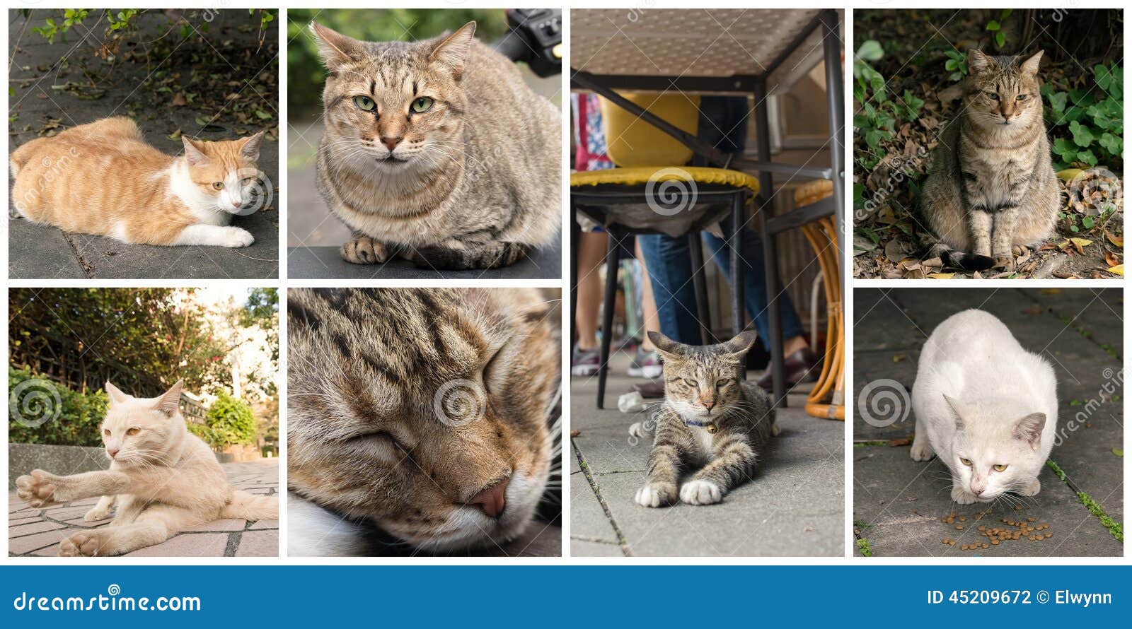Collection of cats stock photo. Image of space, nature - 45209672