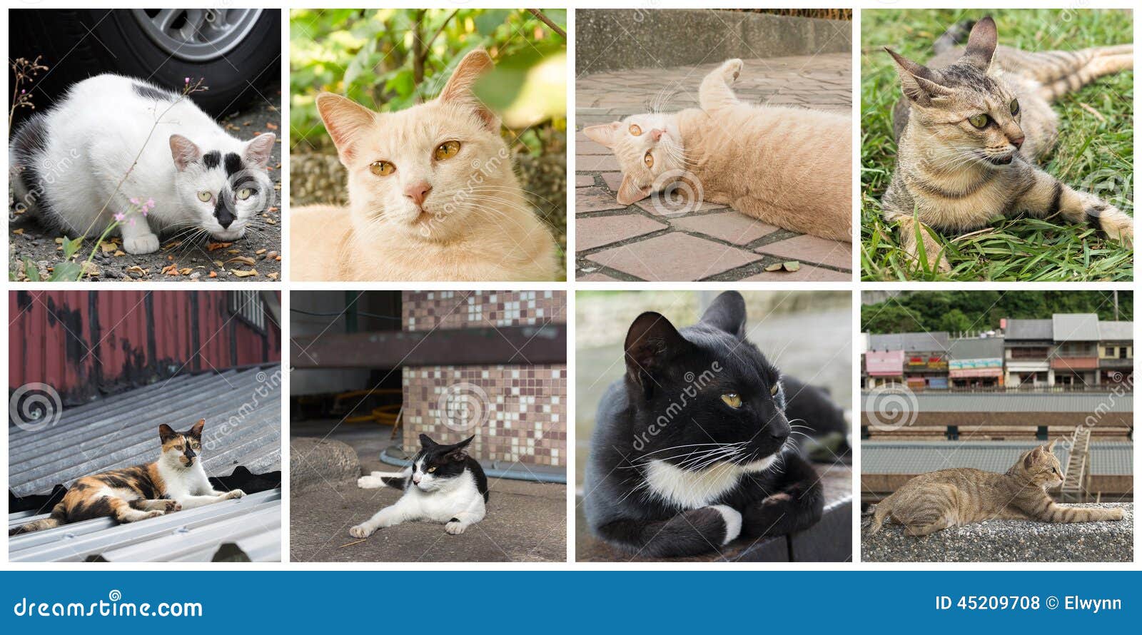 Collection of cats stock photo. Image of daytime, little - 45209708