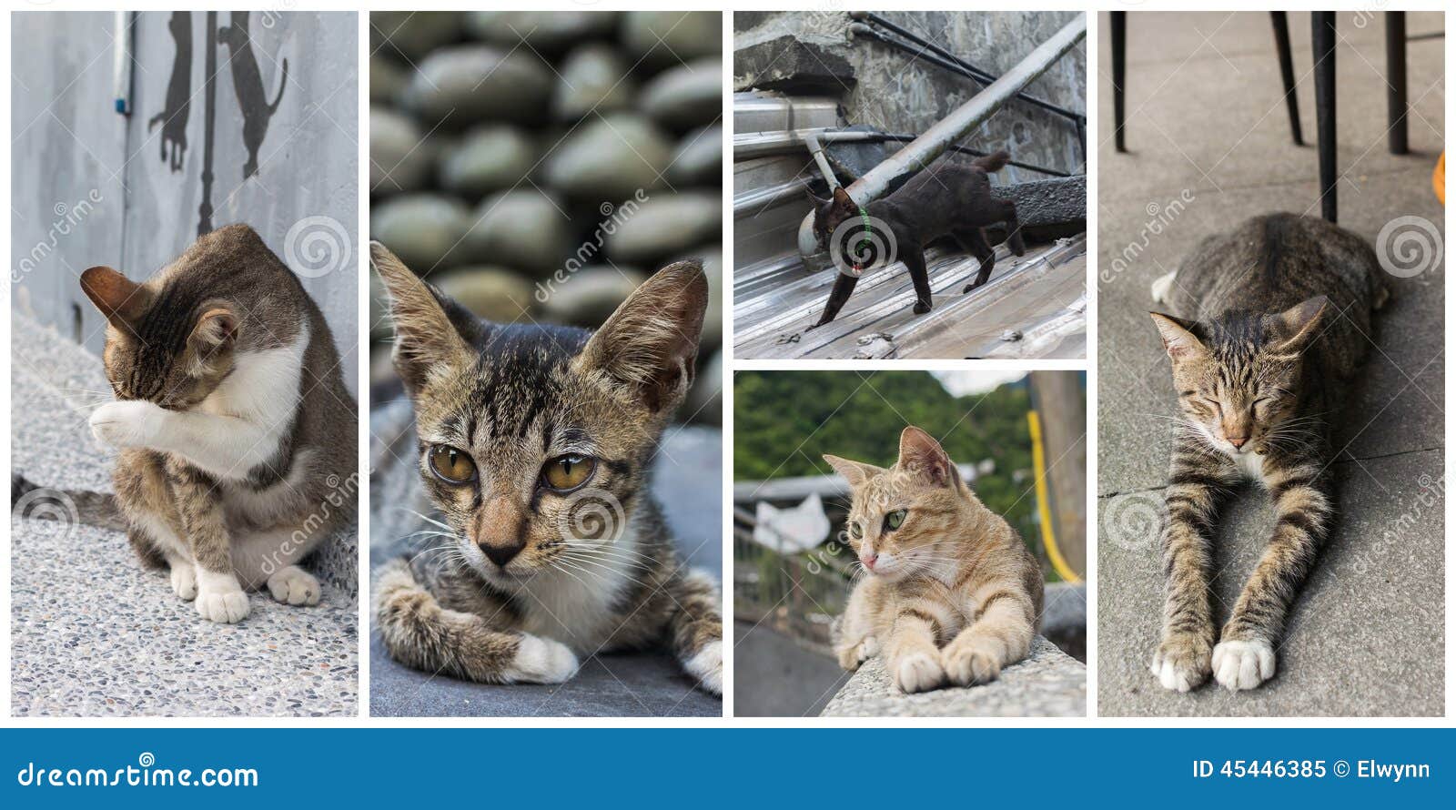 Collection of cats stock image. Image of feline, kitty - 45446385