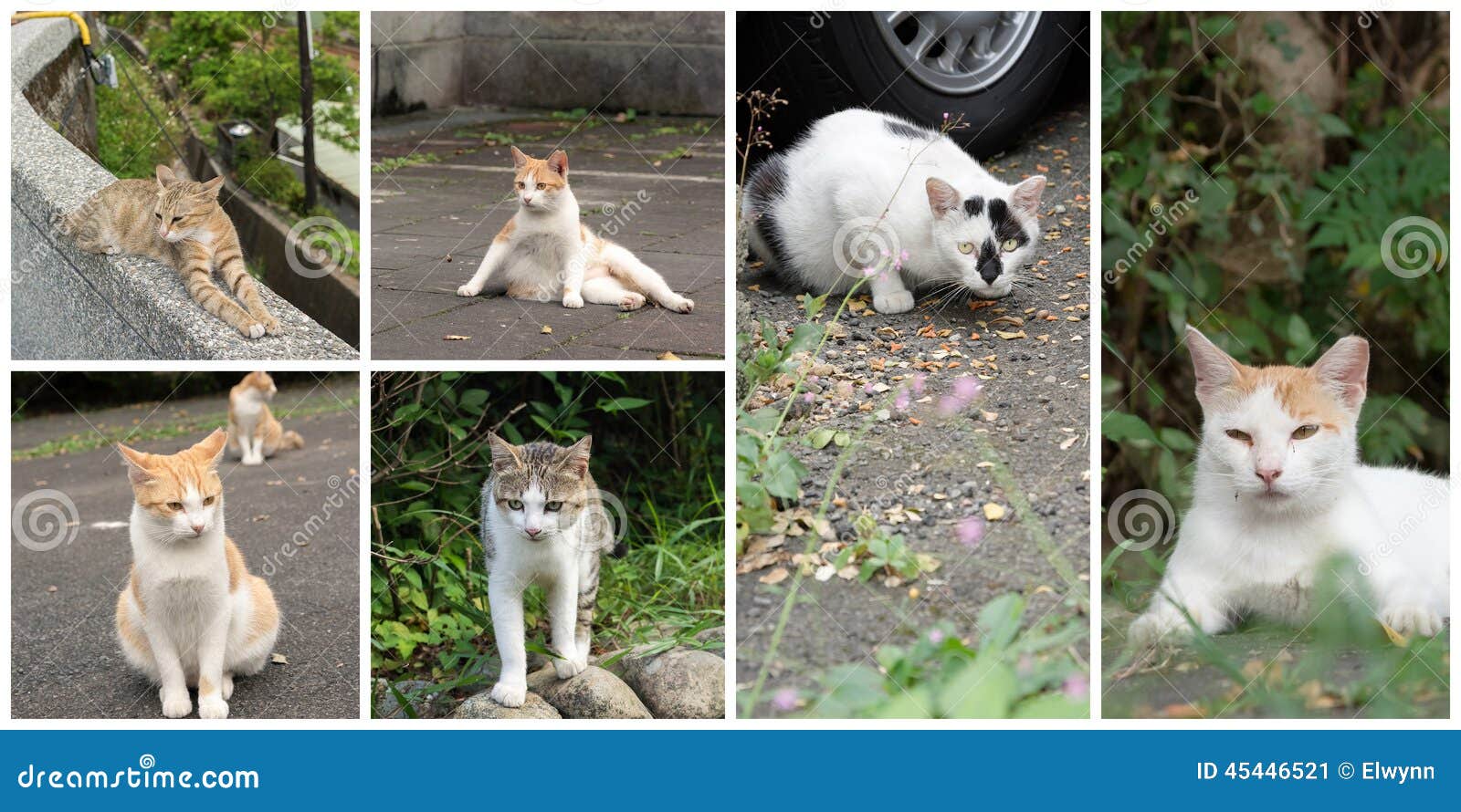 Collection of cats stock image. Image of lifestyle, sleep - 45446521