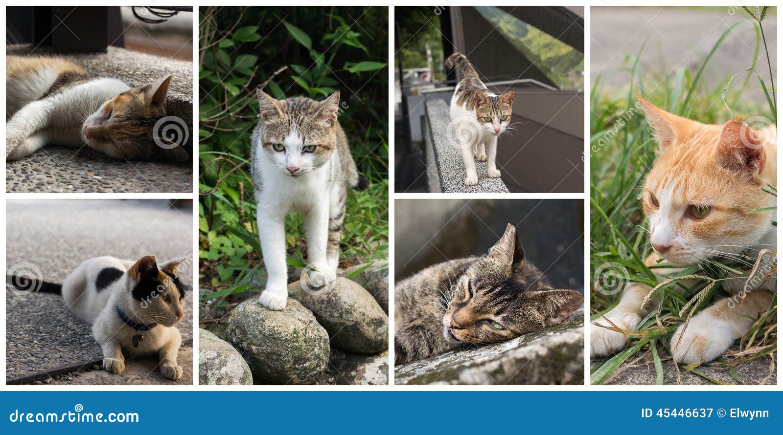 Collection of cats stock image. Image of sitting, animal - 45446637