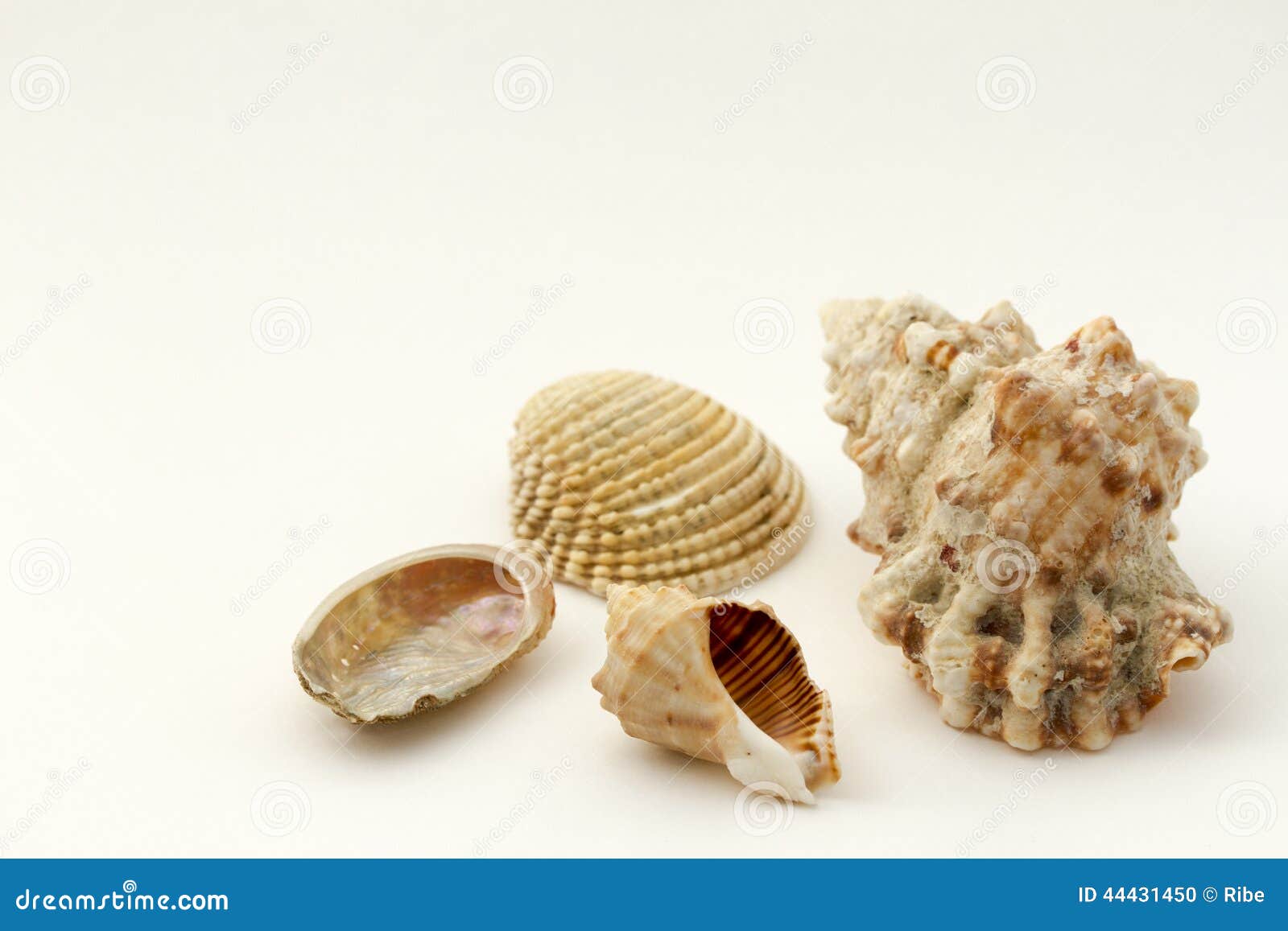 Collection of Clams and Shells Stock Photo - Image of marine ...