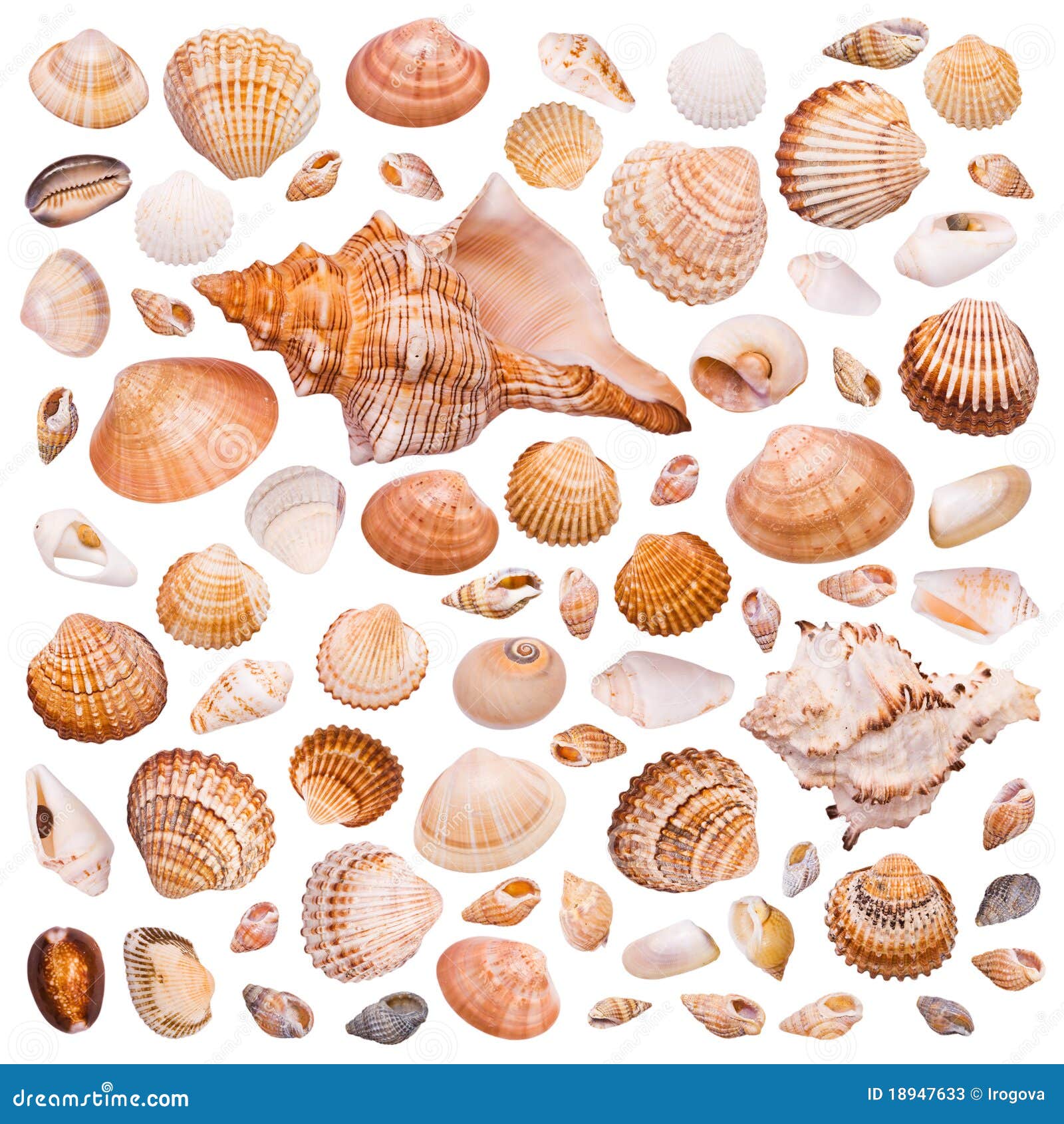 Collection of cockleshell stock image. Image of beauty - 18947633