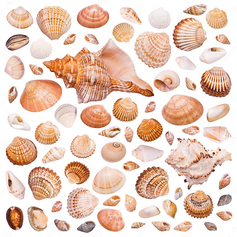 Collection of cockleshell stock image. Image of beauty - 18947633