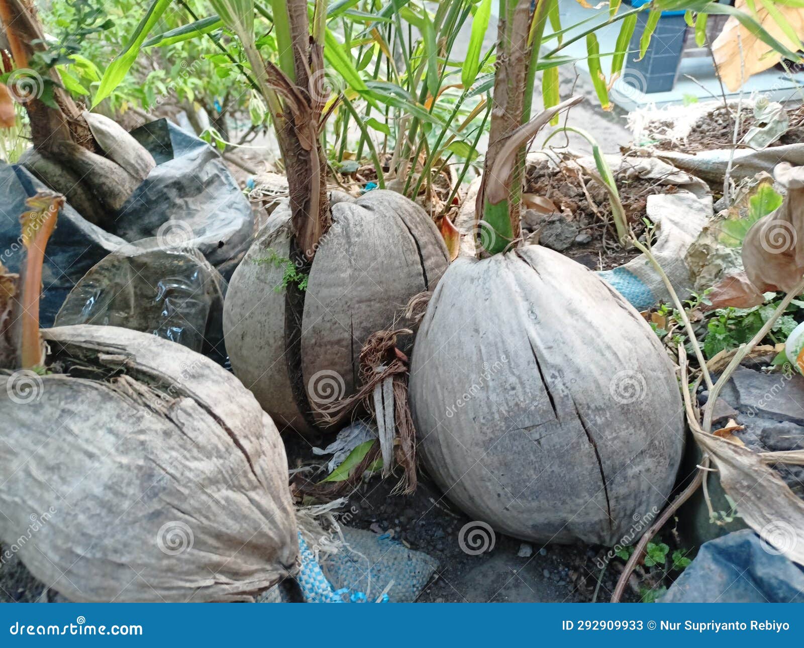 Collection of Coconut Shoots Stock Image - Image of woodland, garden ...