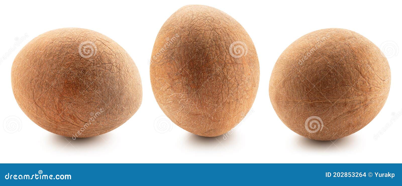 Collection of Coconuts without Shell Isolated on a White Background ...