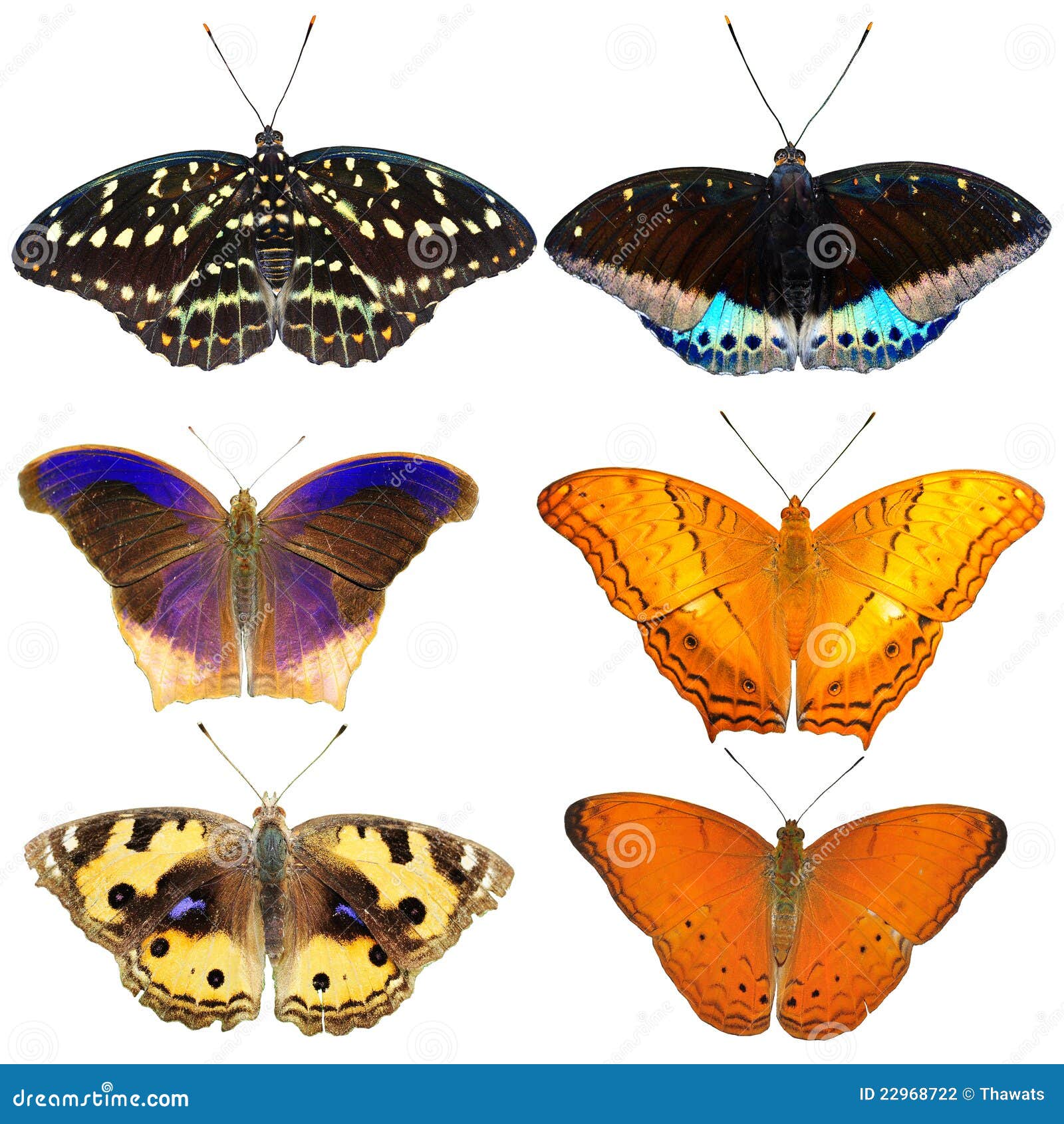 Collection of Colored Butterflies Stock Photo - Image of nature, open ...
