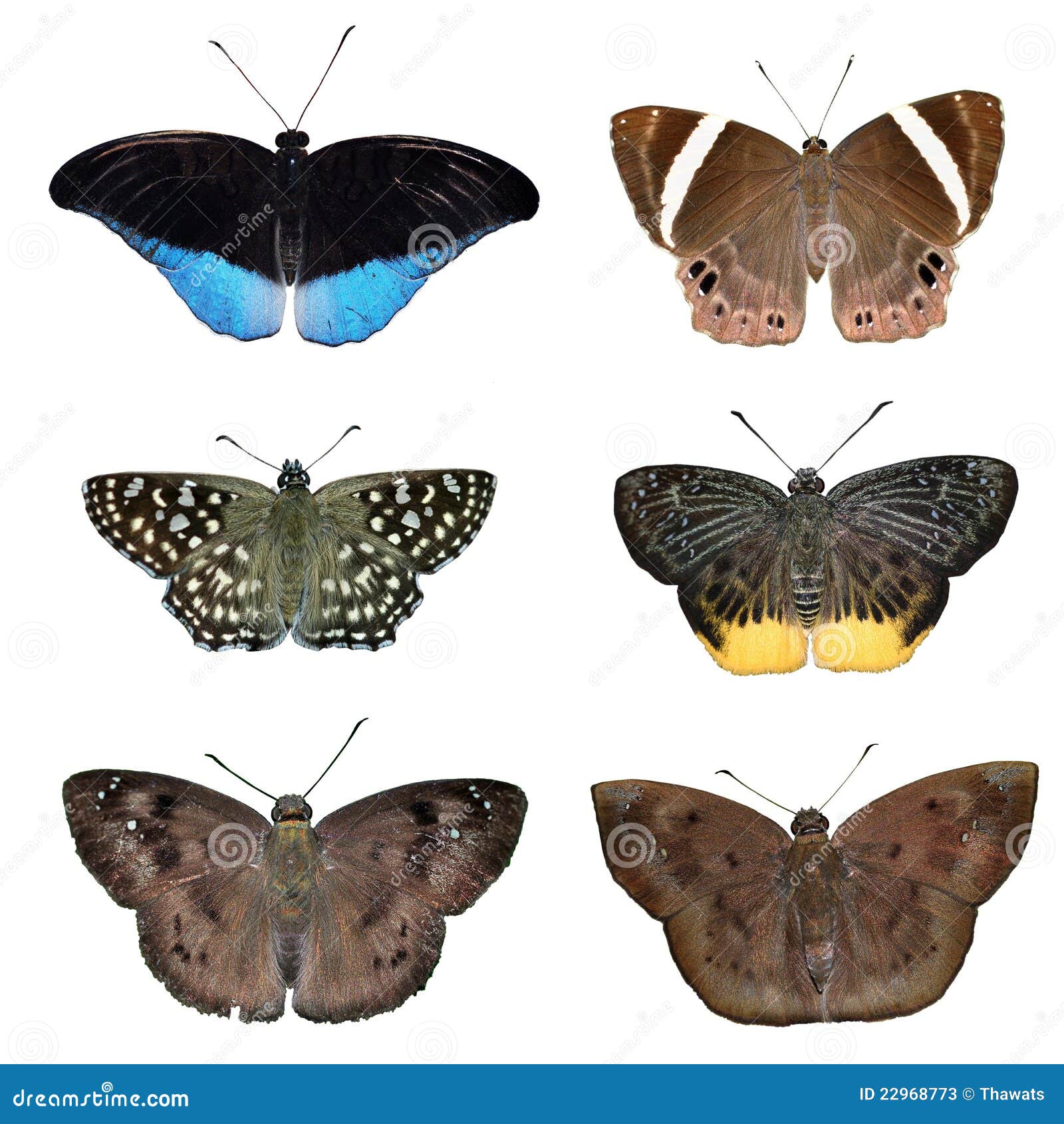 Collection of Colored Butterflies Stock Image - Image of beauty, pretty ...
