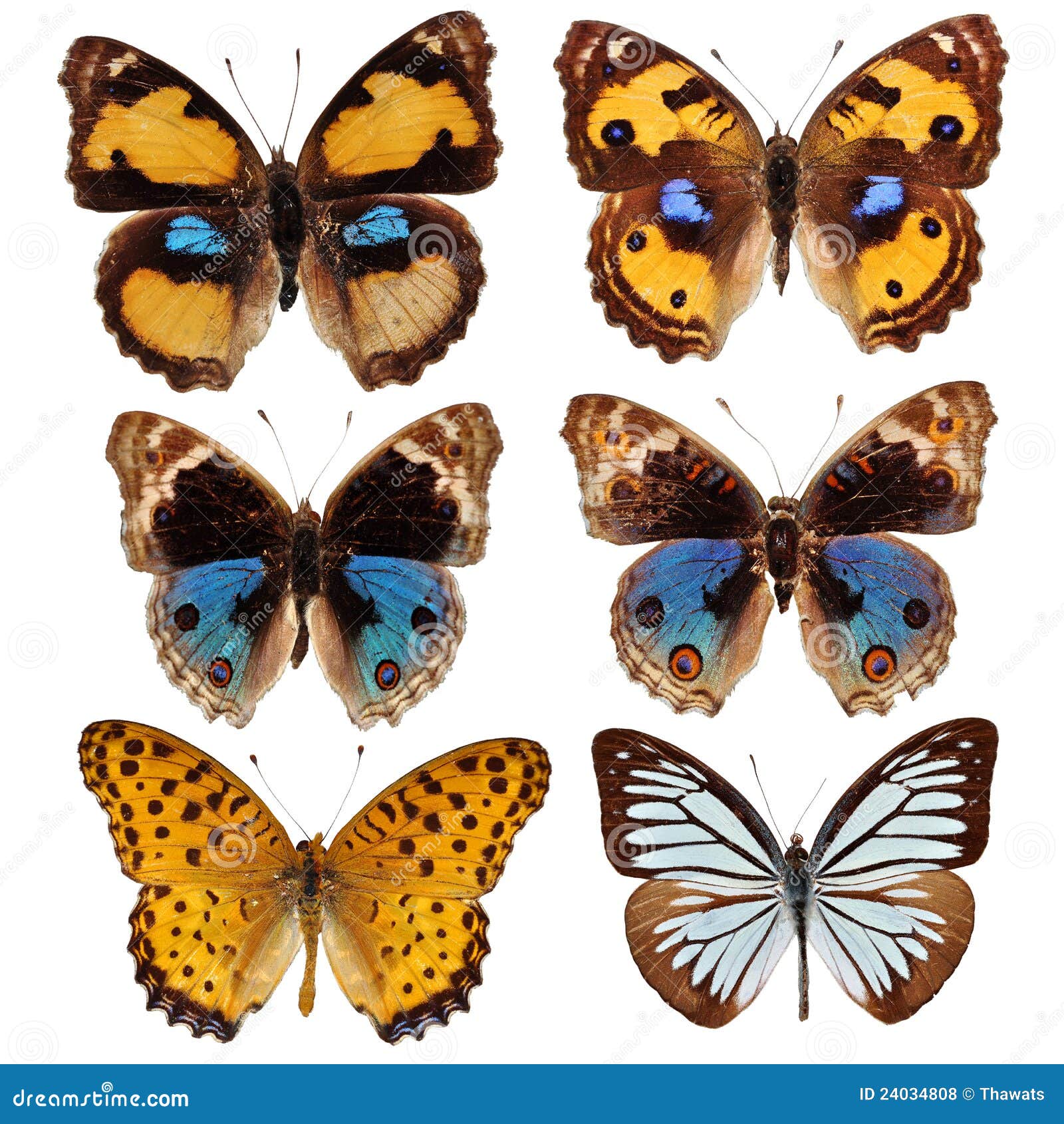 Collection of Colored Butterflies Stock Photo - Image of animal, macro ...