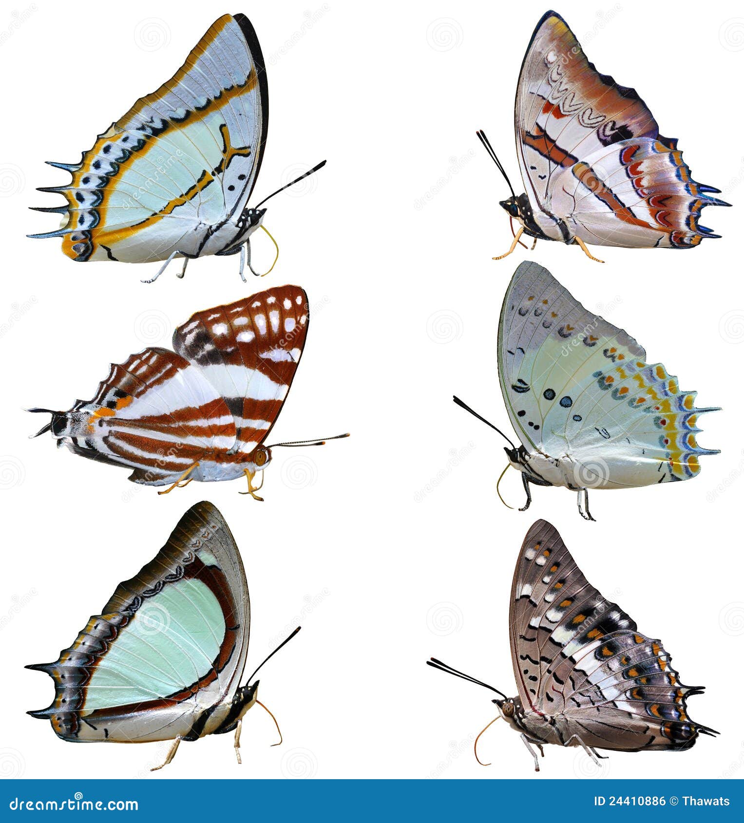 Collection of Colored Butterflies Stock Illustration - Illustration of ...