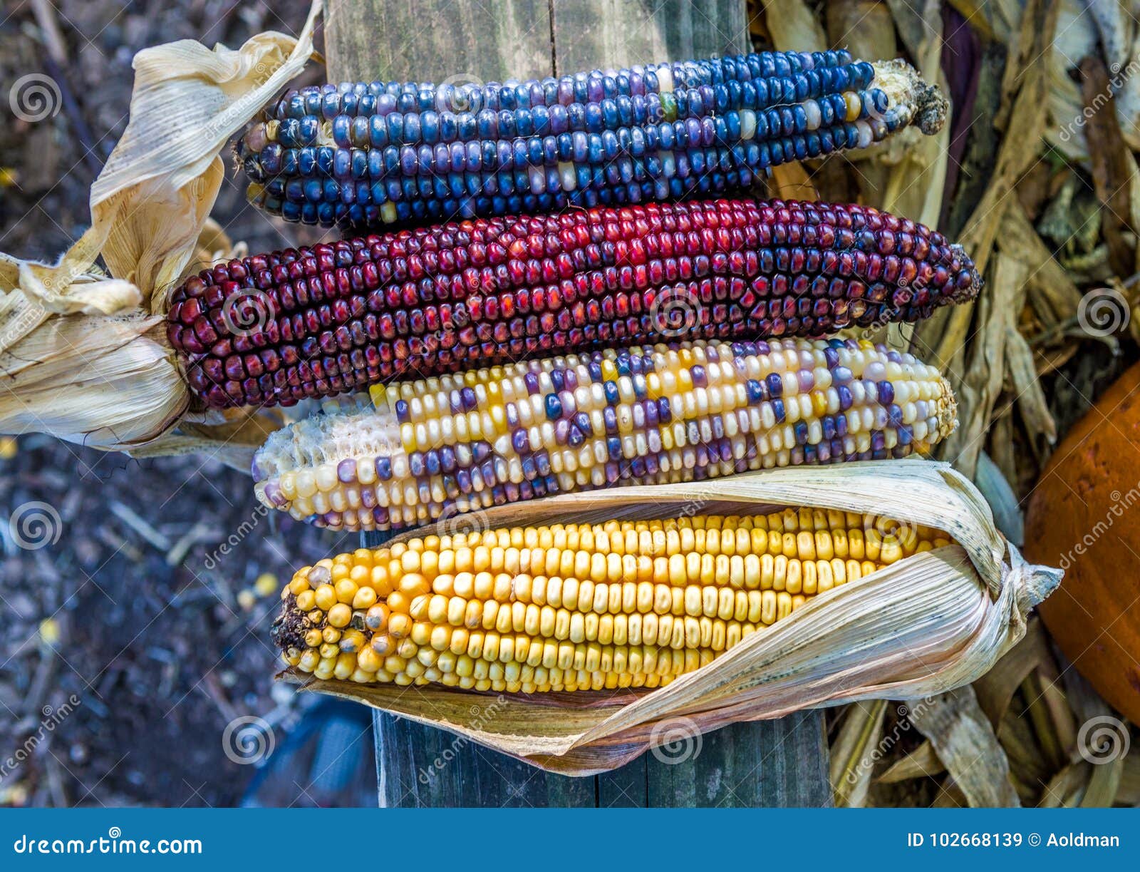 Collection Colored Corns Stock Photos - Free & Royalty-Free Stock ...