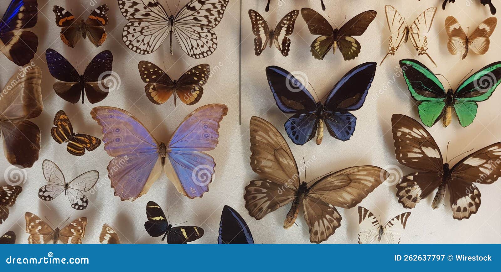 Collection of Colorful Butterflies Stock Image - Image of beautiful ...