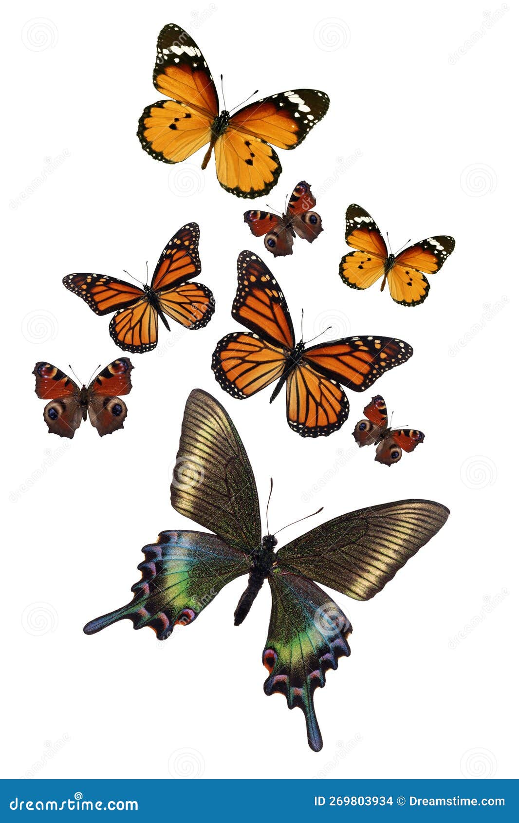 Collection Colorful Butterfly Stock Photo - Image of butterfly ...