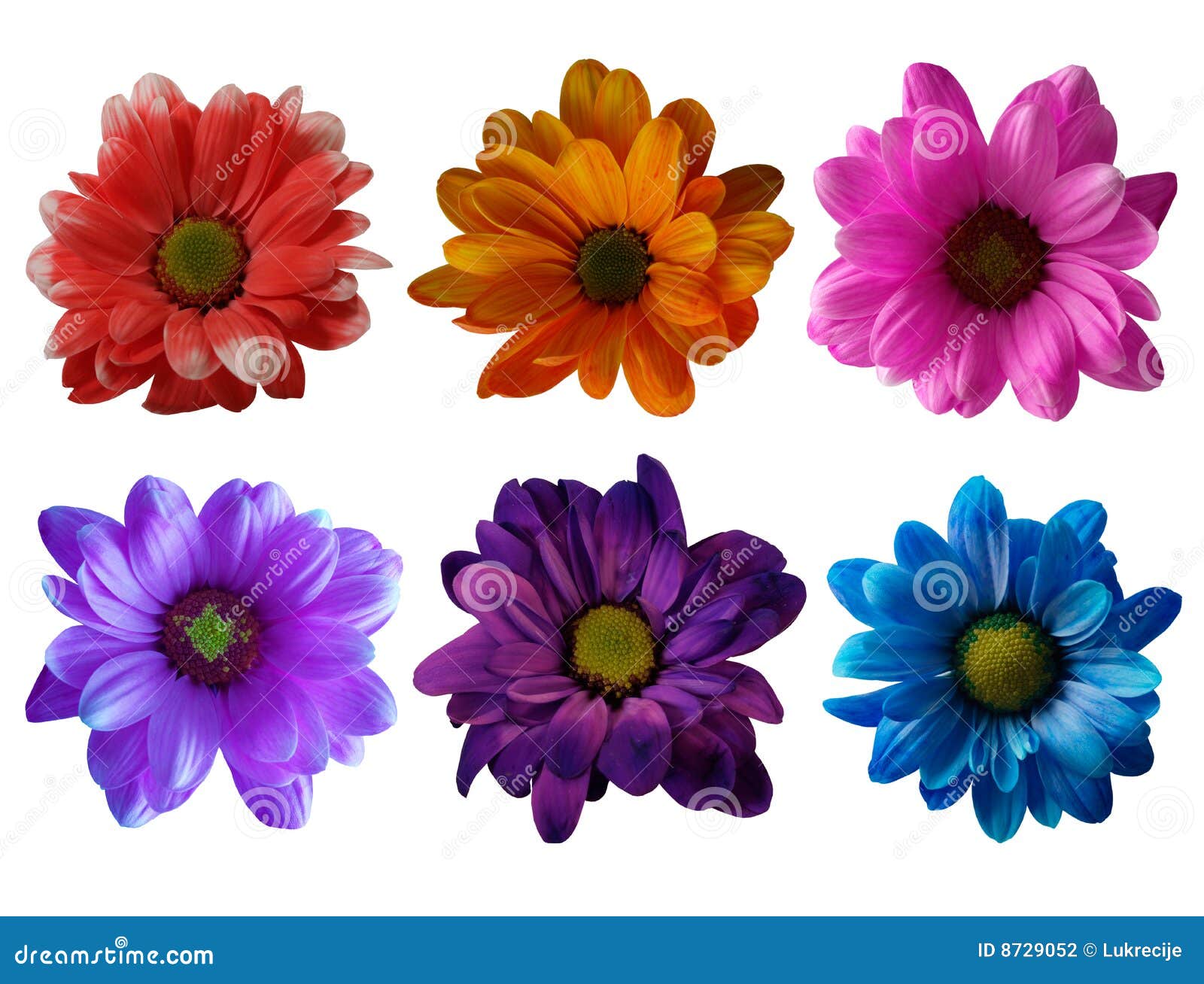 Collection Of Colorful Daisies Stock Photo - Image of isolated, beauty ...