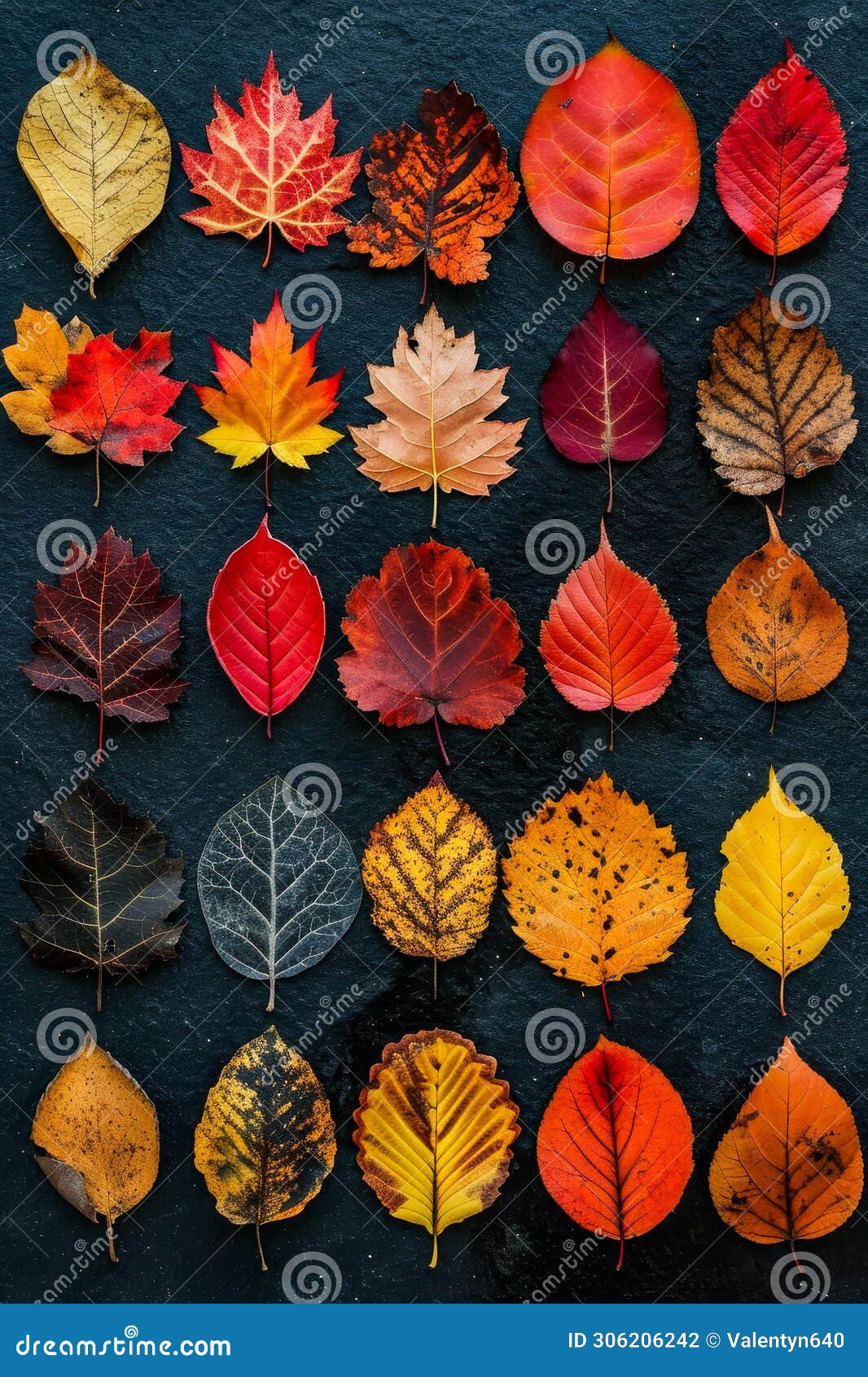 Collection of Colorful Leaves Arranged Neatly in Rows. Generative AI ...
