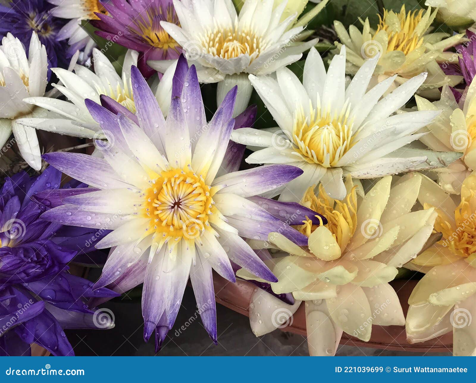 Collection of Colorful Lotus Flower Stock Image - Image of botany ...