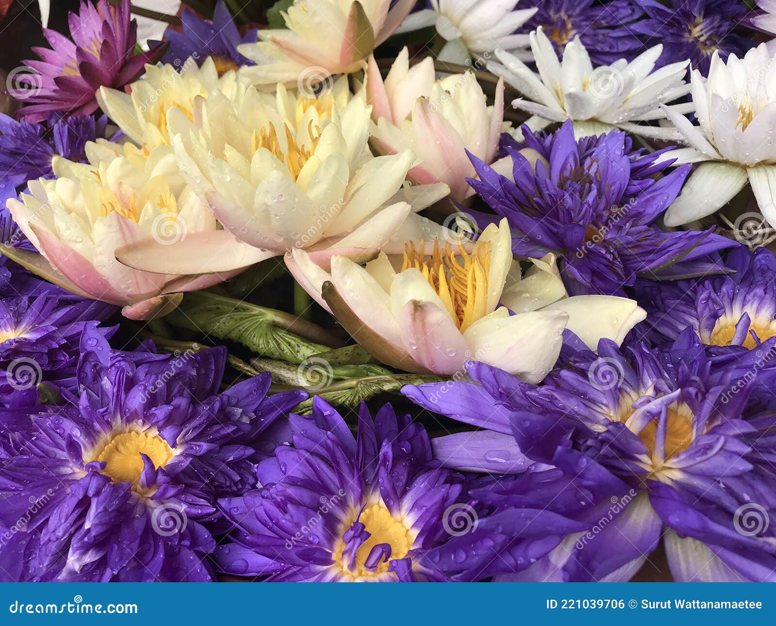 Collection of Colorful Lotus Flower Stock Photo - Image of bloom ...